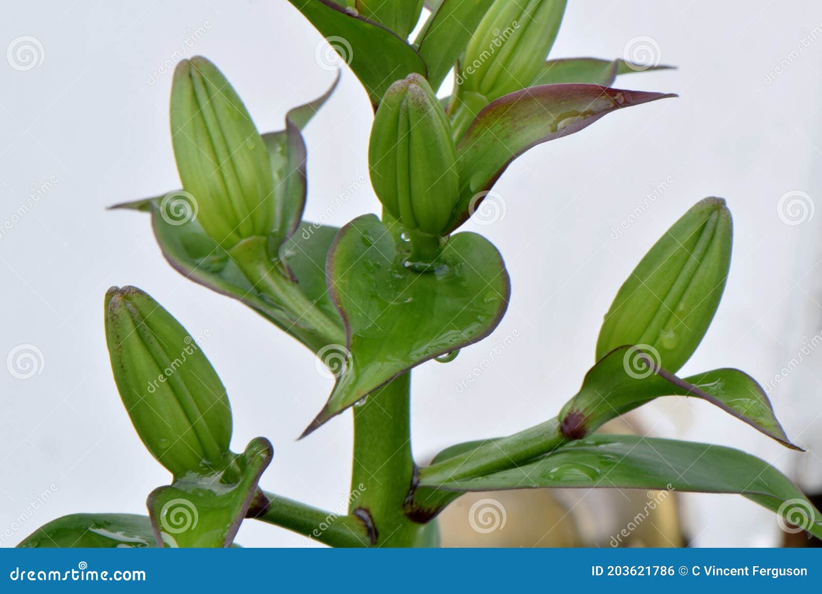 Lilium Buds 03 stock photo. Image of floral, outdoor - 203621786