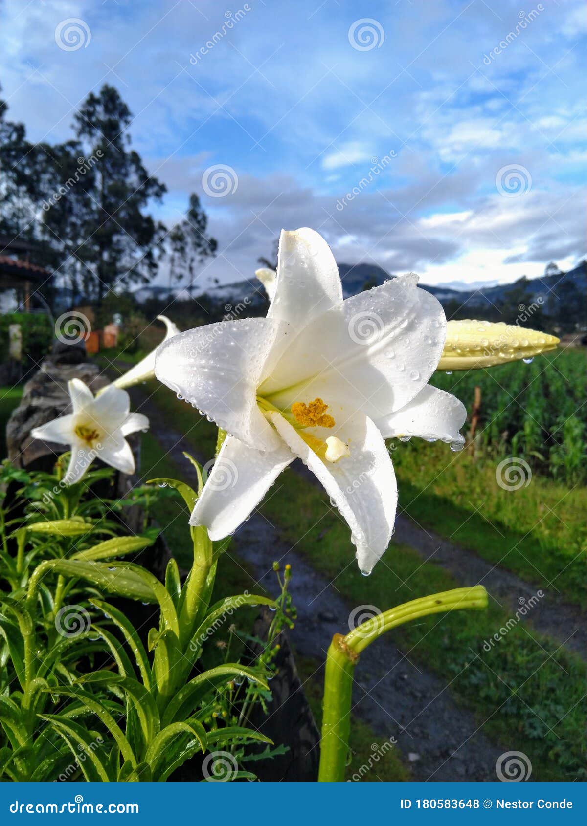 Lilium Flow stock photo. Image of flow, natural, flowers - 180583648