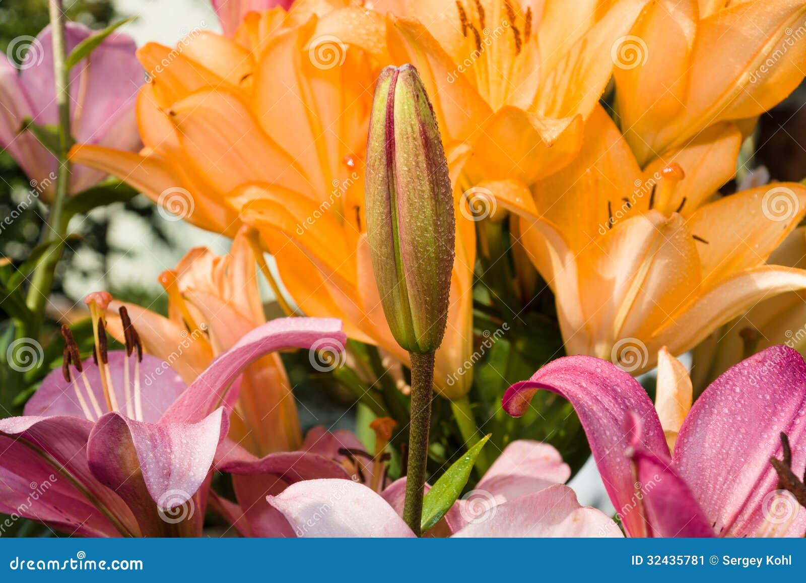 Lilium flower. stock image. Image of petal, elegance - 32435781