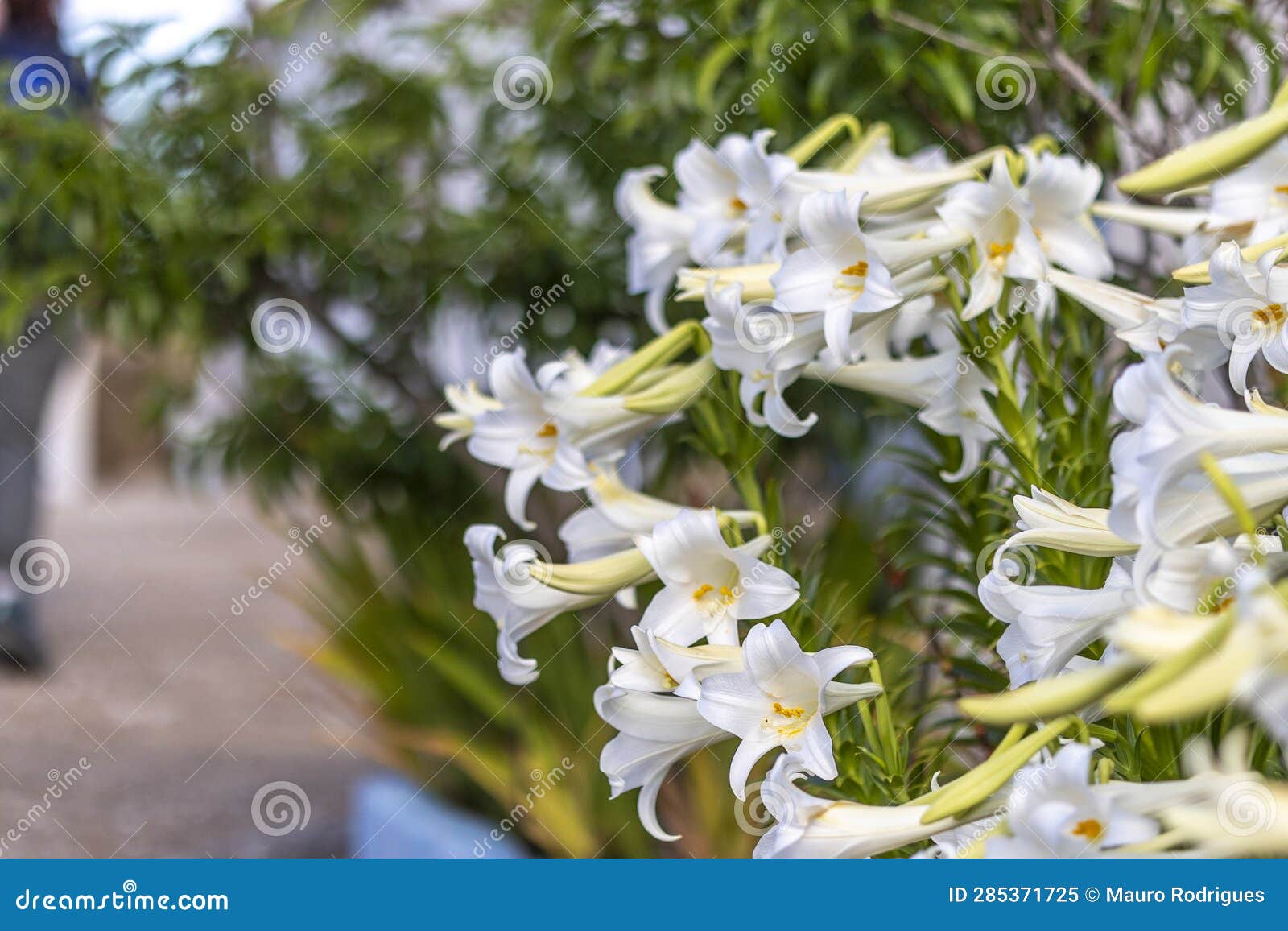 Lilium longiflorum flower stock image. Image of leaf - 285371725