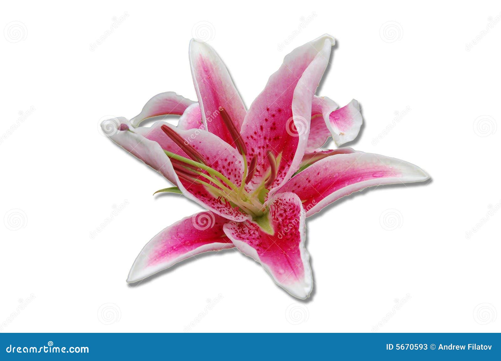 Lilium oriental hybrids stock image. Image of hybrids - 5670593
