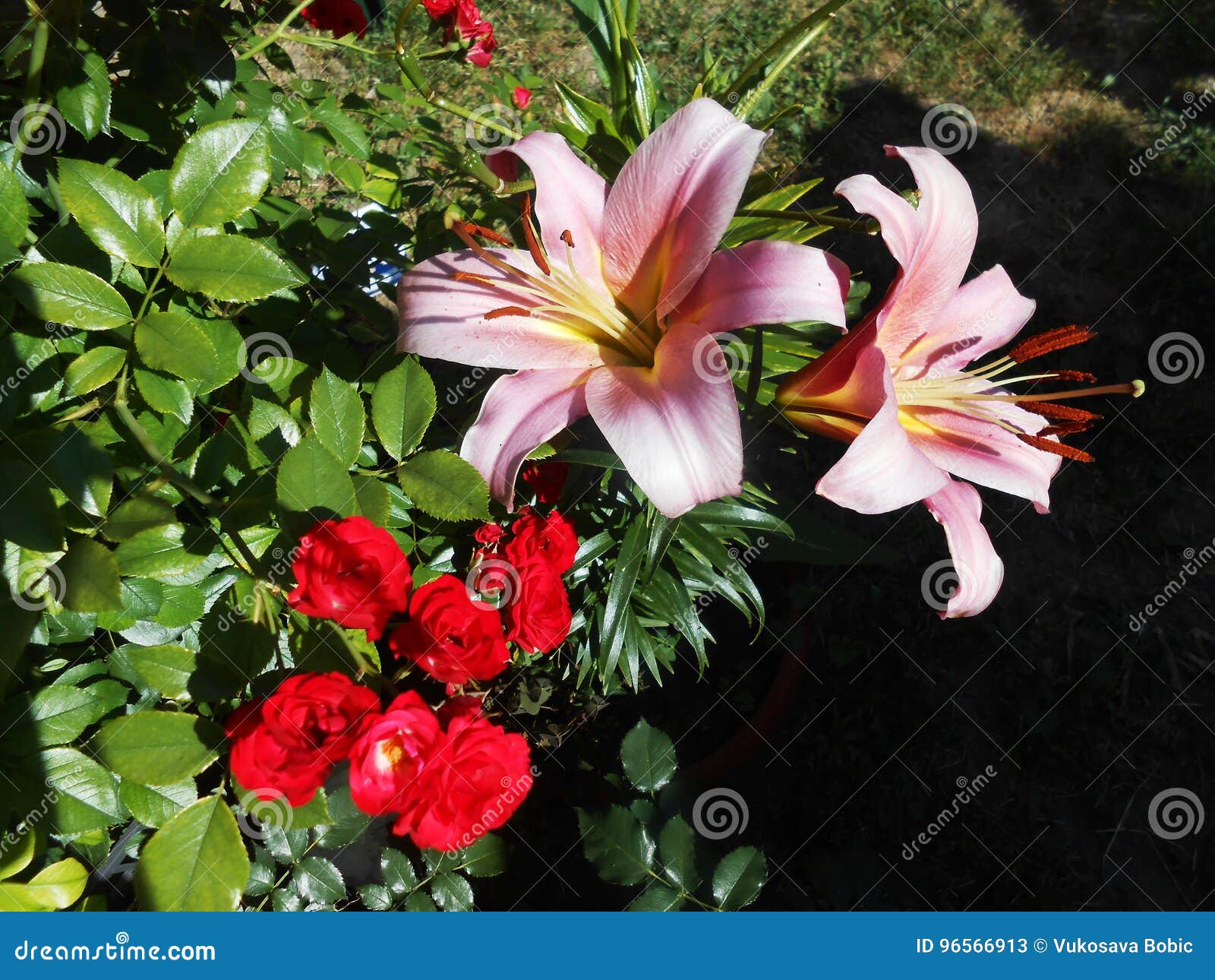 Lilium pink oriental stock image. Image of lilium, roses - 96566913