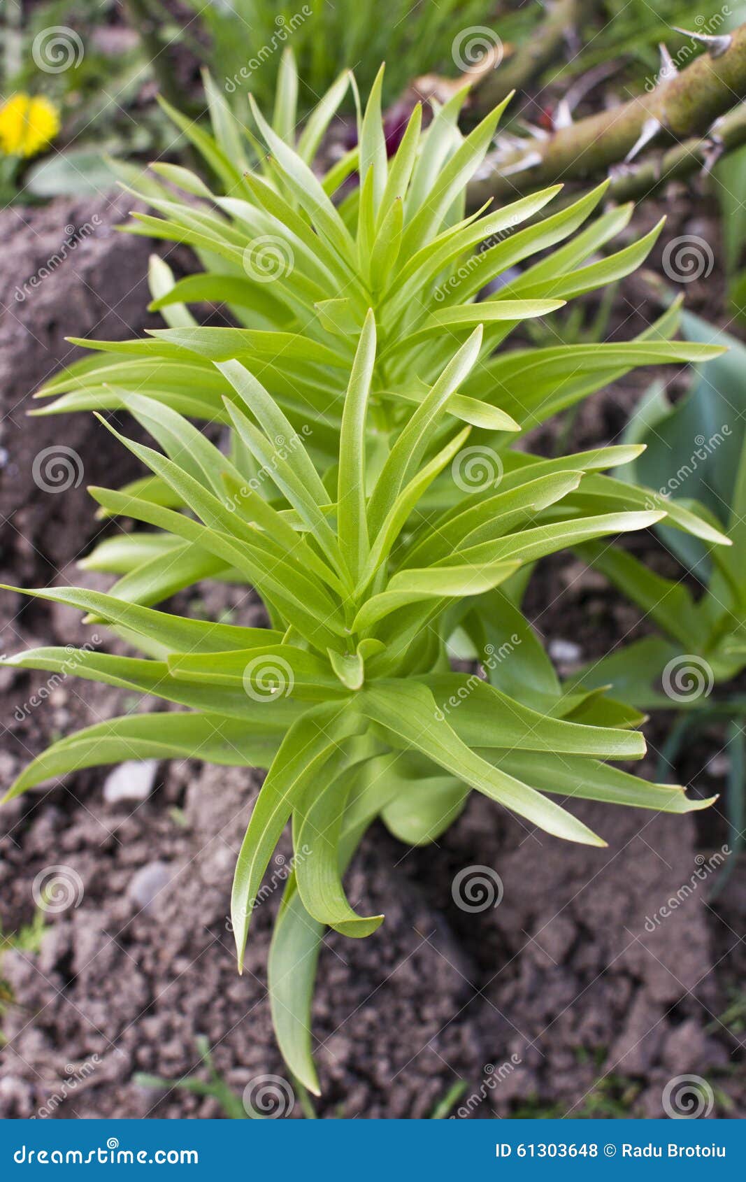 Lilium plant stock photo. Image of skipe, closeup, garden - 61303648