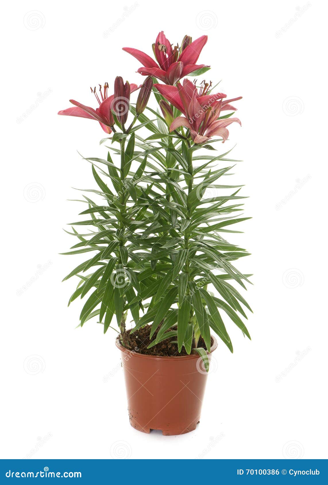 Lilium in pot stock photo. Image of white, yellow, nature - 70100386
