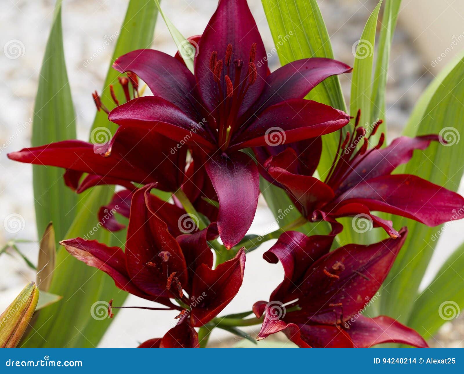 Lilium rojo foto de archivo. Imagen de color, planta - 94240214