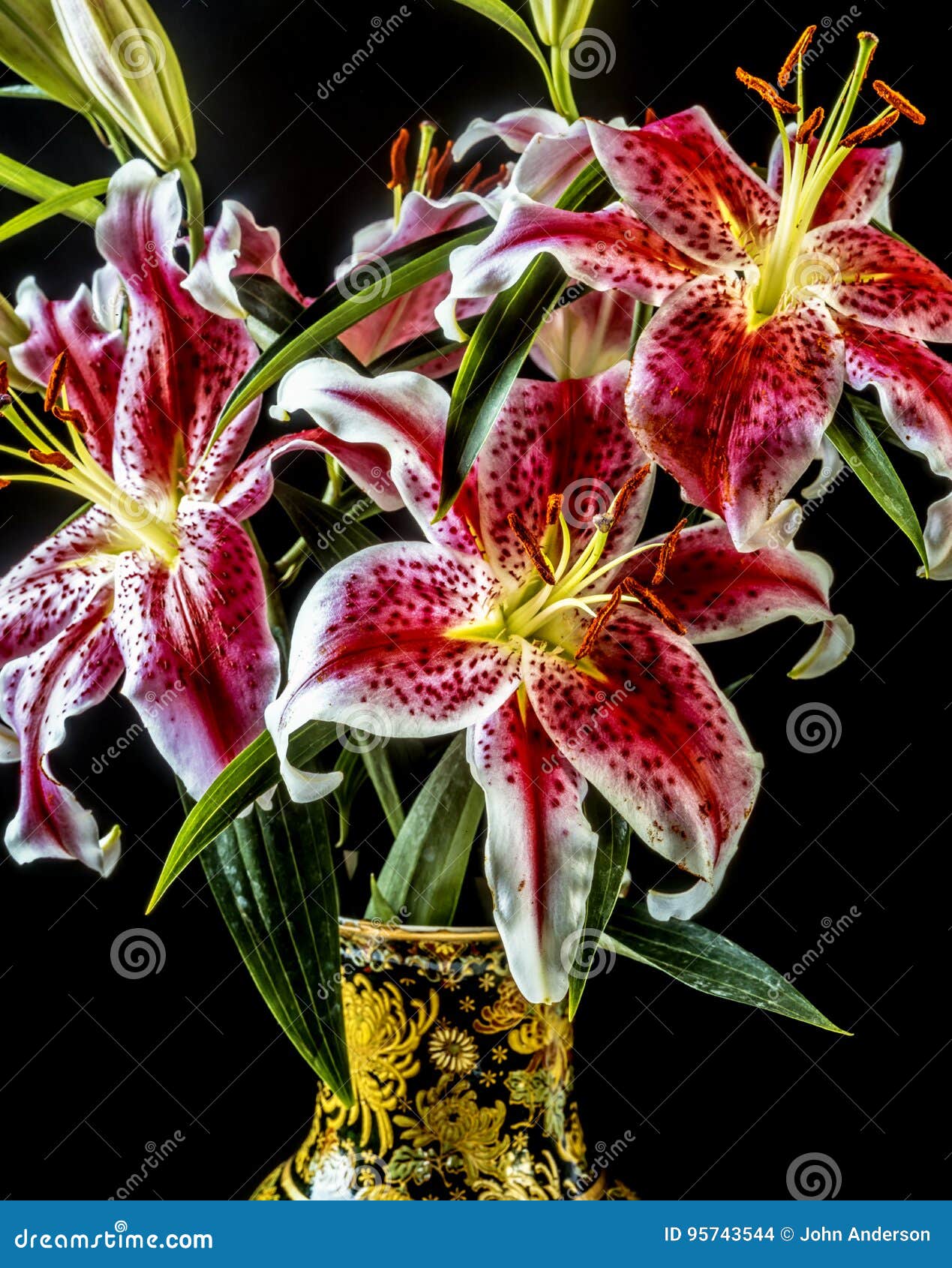 Lilium, the Stargazer lily stock photo. Image of bouquet - 95743544