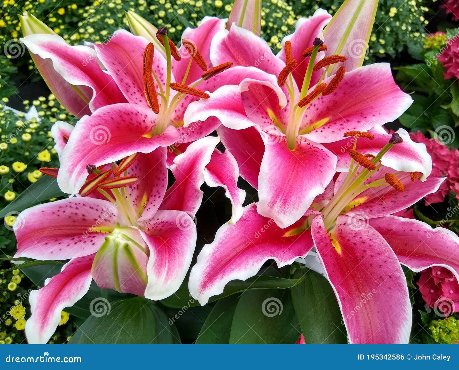 Lilium `Starlight Express` stock photo. Image of bloom - 195342586