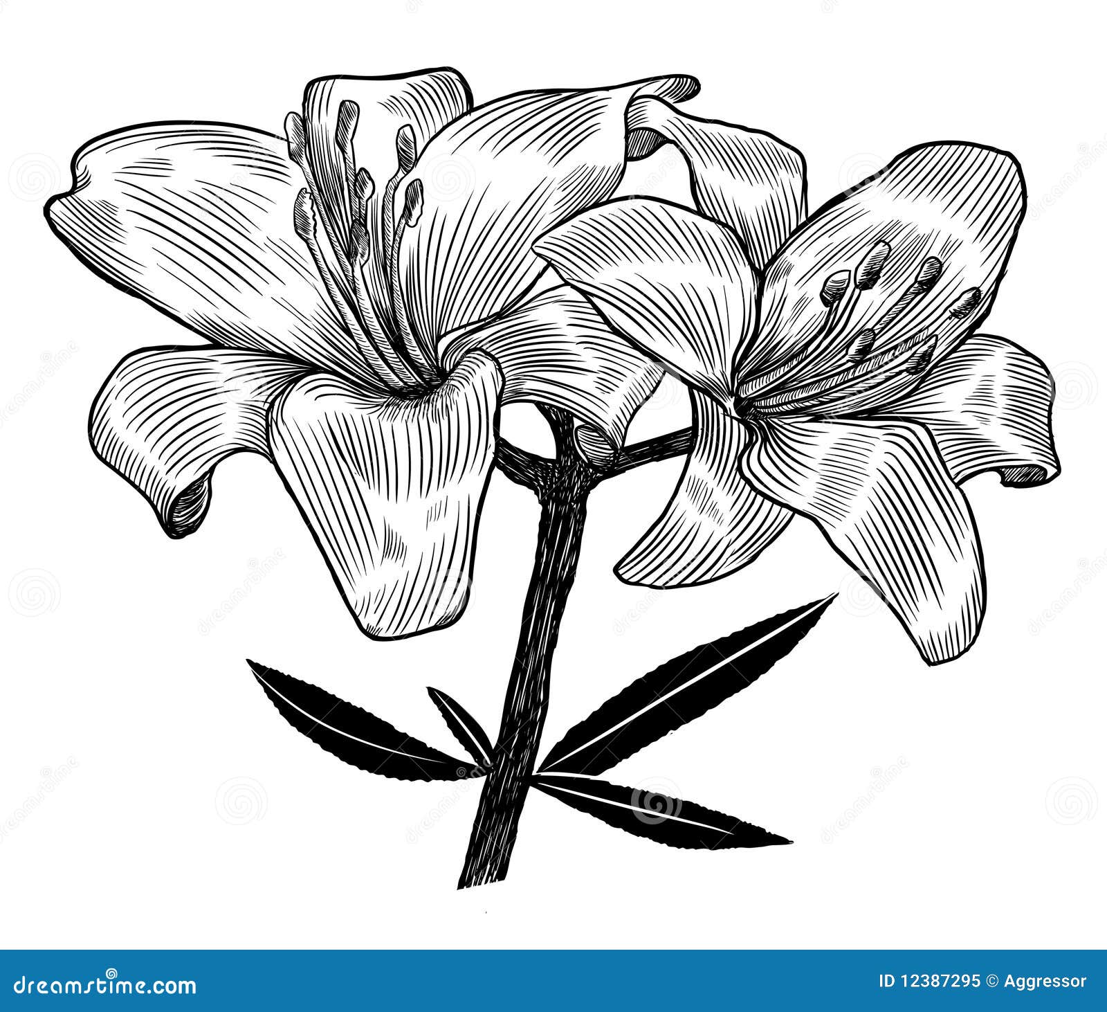 Lilja vektor illustrationer. Illustration av kväva, element - 12387295