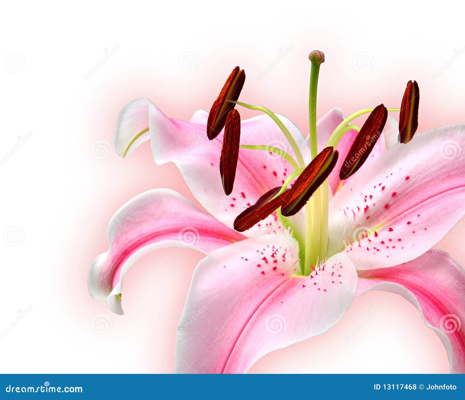 Lilja arkivfoto. Bild av isolerat, floror, härlig, lilja - 13117468
