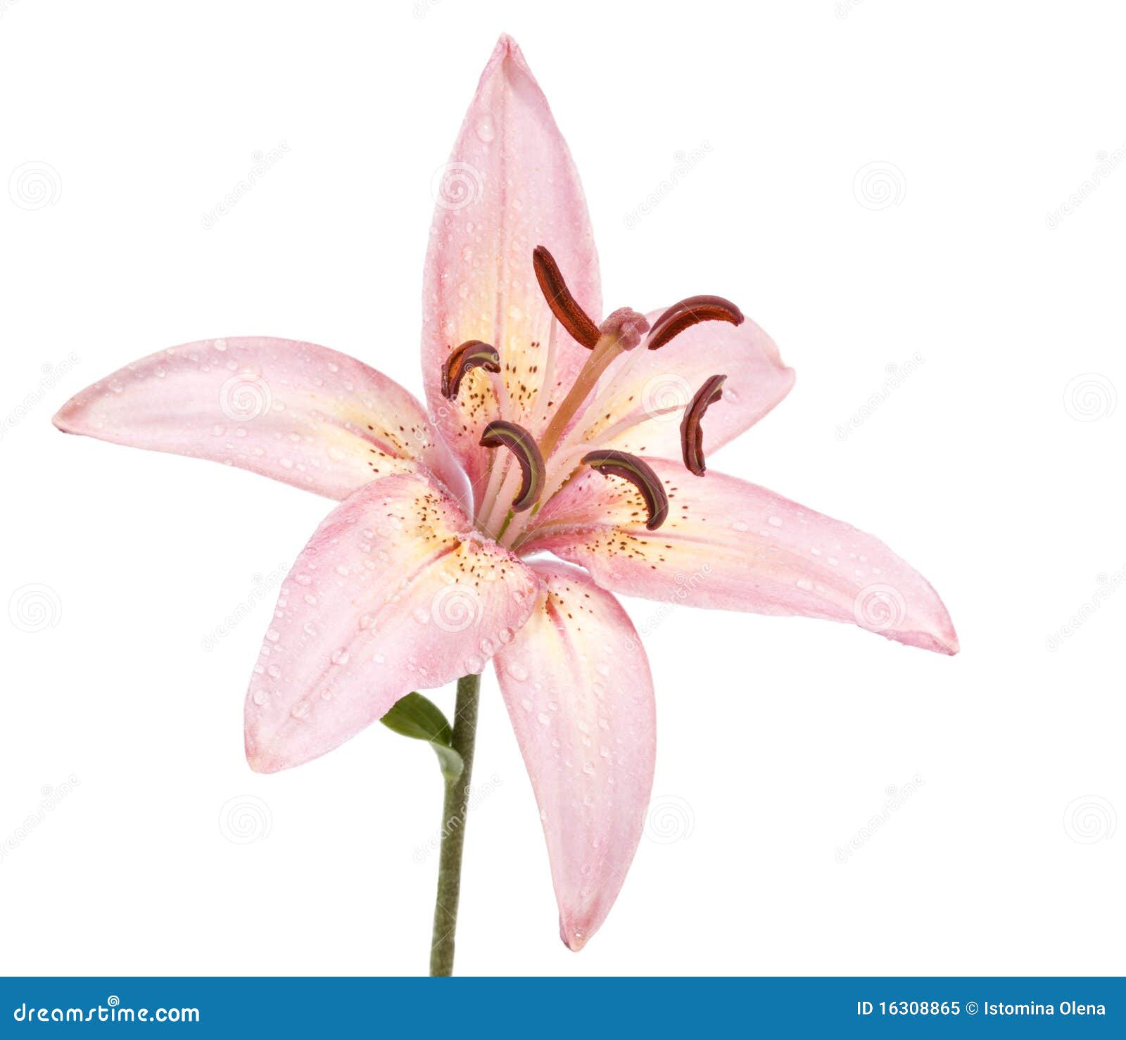 Lilja fotografering för bildbyråer. Bild av skönhet, fjäder - 16308865