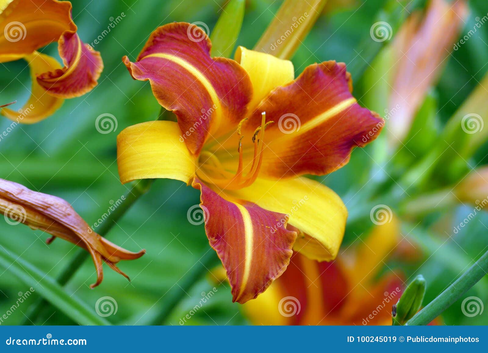 Lilja Daylily, Blomma, Flora Bild. Bild: 100245019