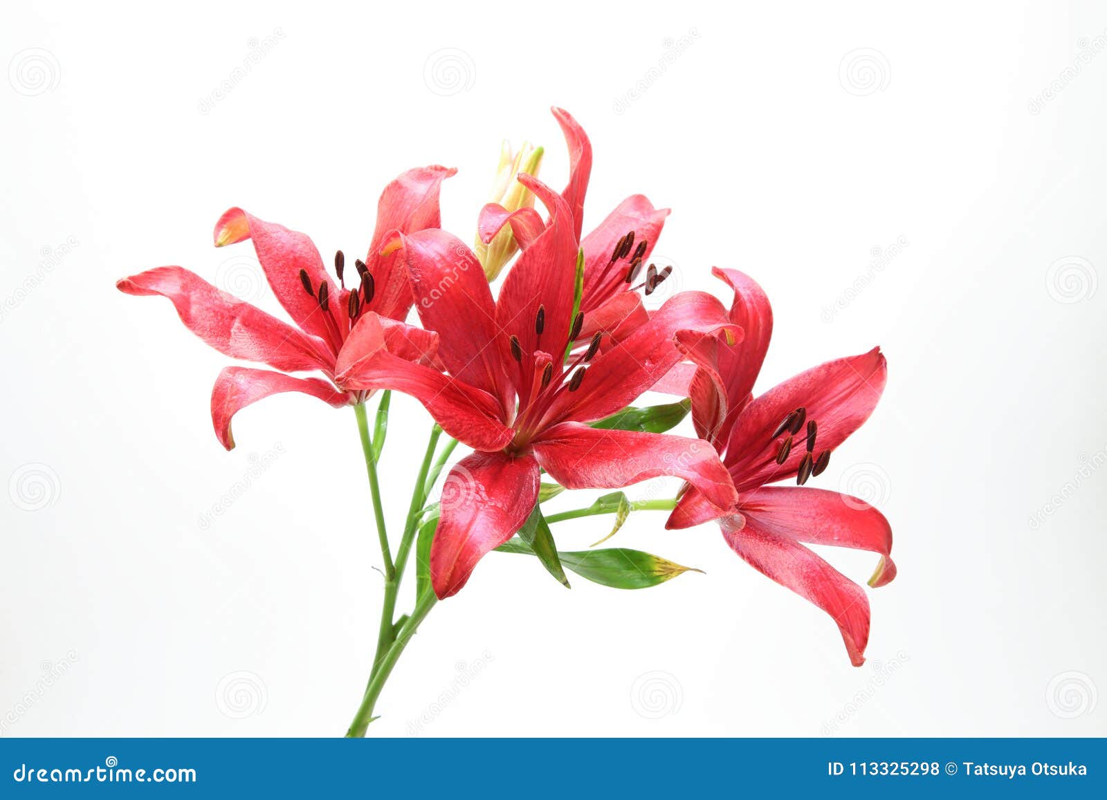 Lilja i en vit bakgrund arkivfoto. Bild av studio, bakgrund - 113325298