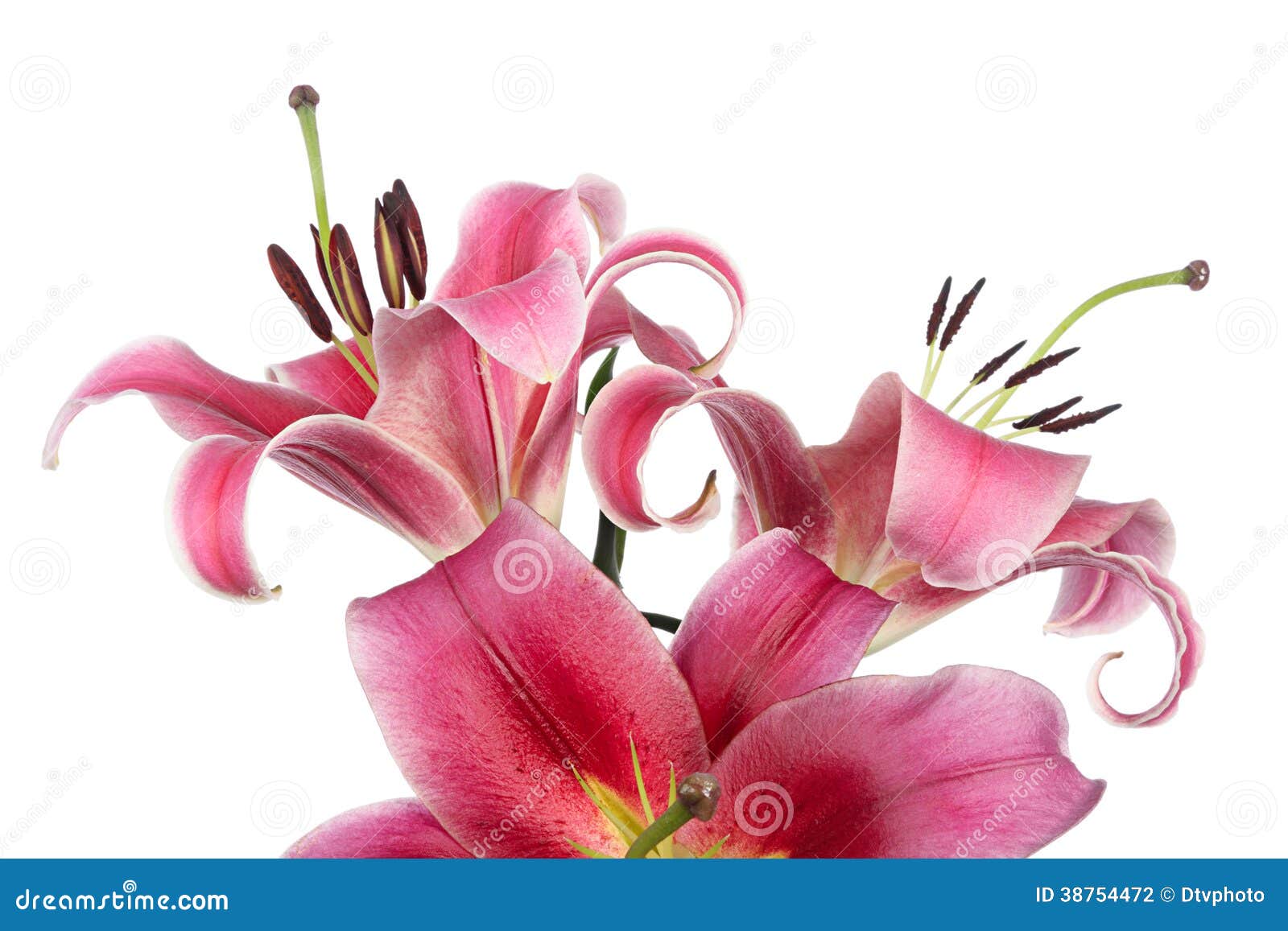 Liljor arkivfoto. Bild av ursnyggt, blodsugare, lilja - 38754472