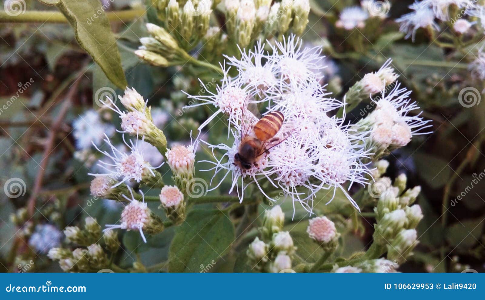 Lilla Honey Bee fotografering för bildbyråer. Bild av varelse - 106629953