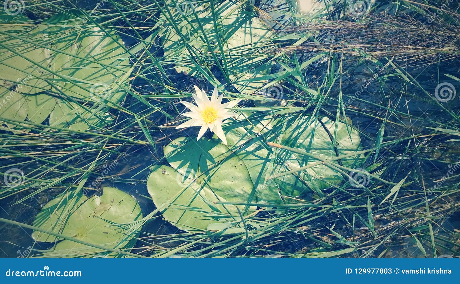 Lilli flower stock image. Image of nice, evergreen, glories - 129977803