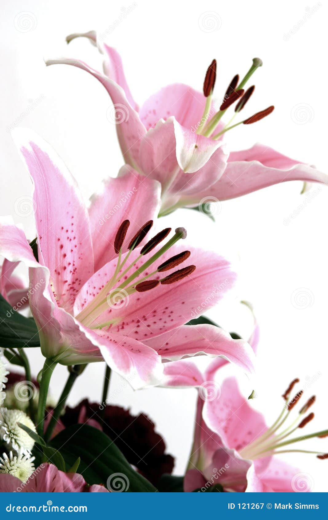 Lillies cor-de-rosa imagem de stock. Imagem de planta, flor - 121267