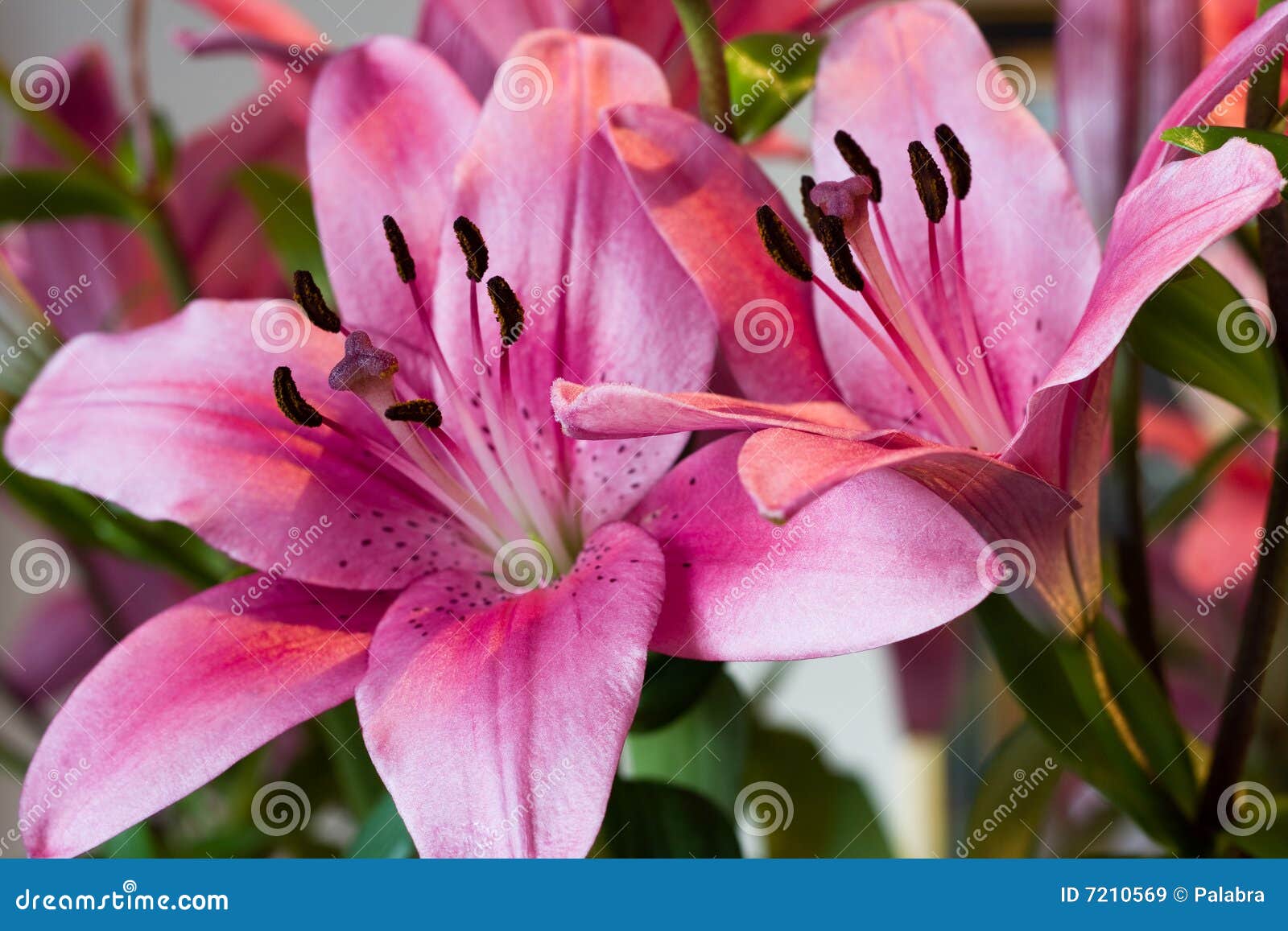 Lillies cor-de-rosa imagem de stock. Imagem de colorido - 7210569