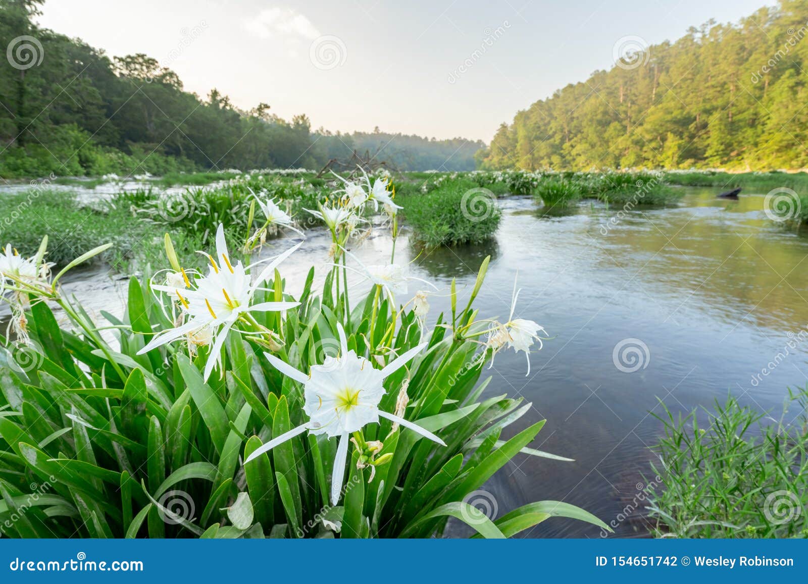 Lillies on the River 03 stock photo. Image of water - 154651742
