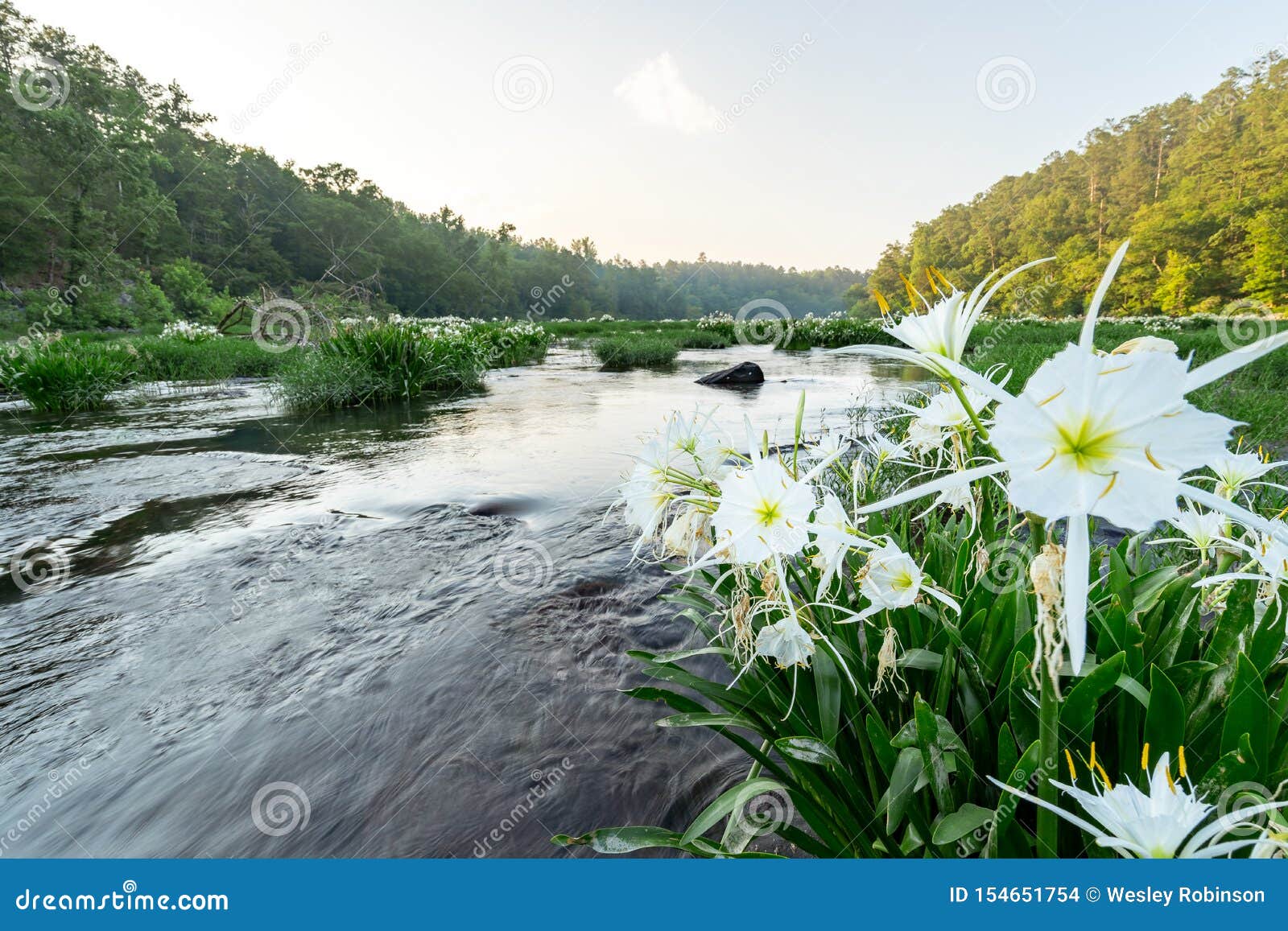 Lillies on the River 04 stock photo. Image of green - 154651754