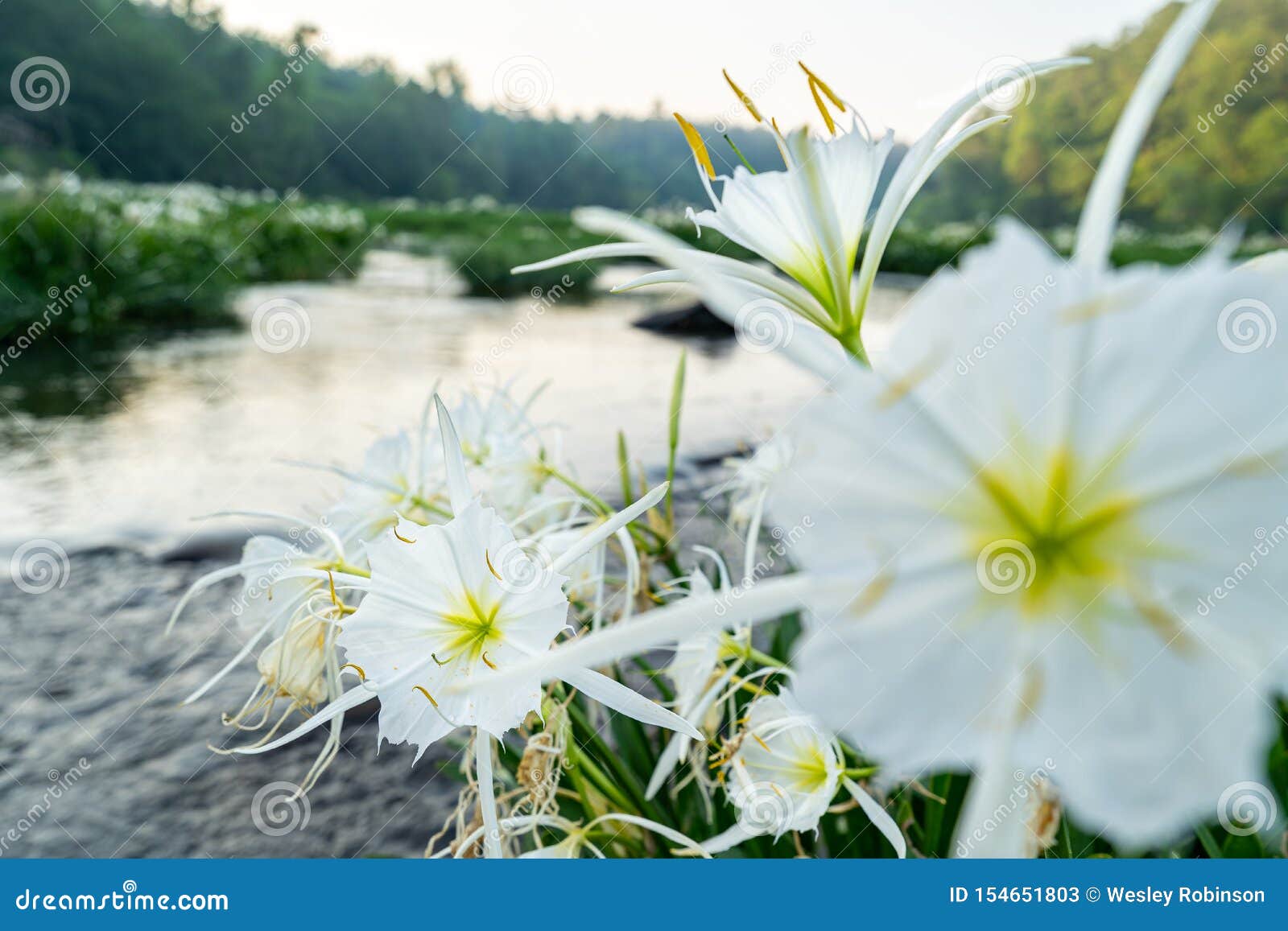 Lillies on the River 07 stock image. Image of stream - 154651803