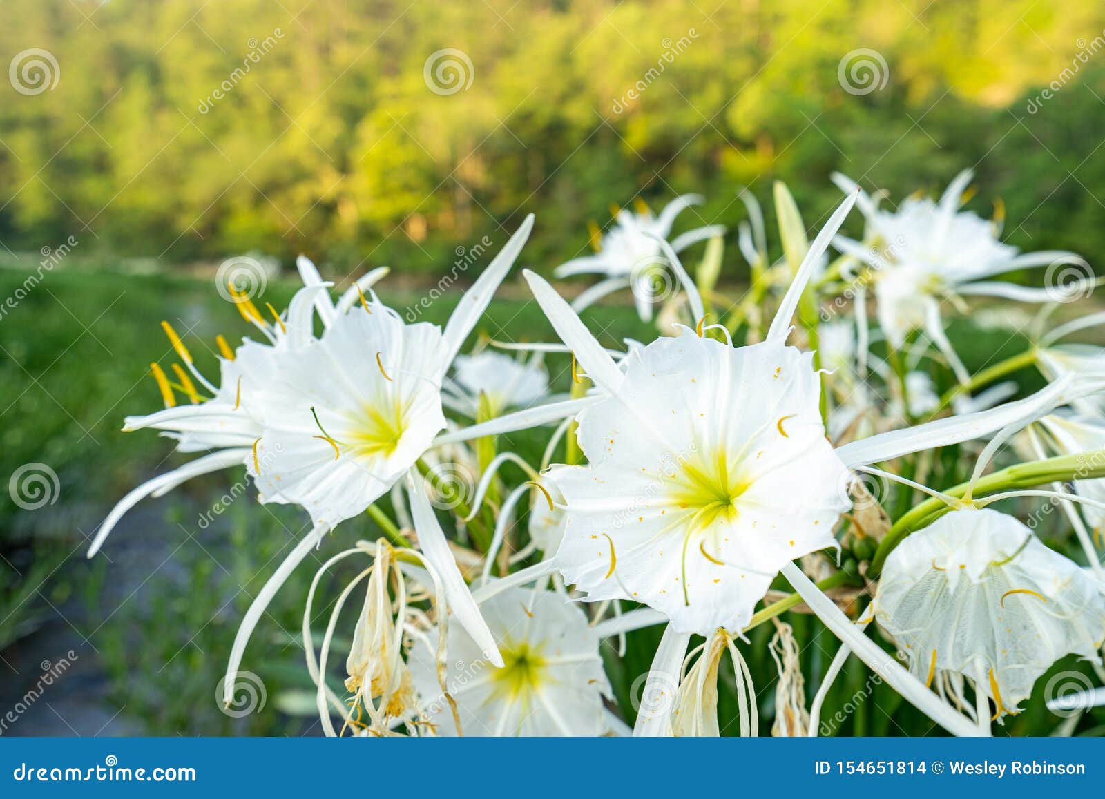 Lillies on the River 08 stock photo. Image of lillie - 154651814