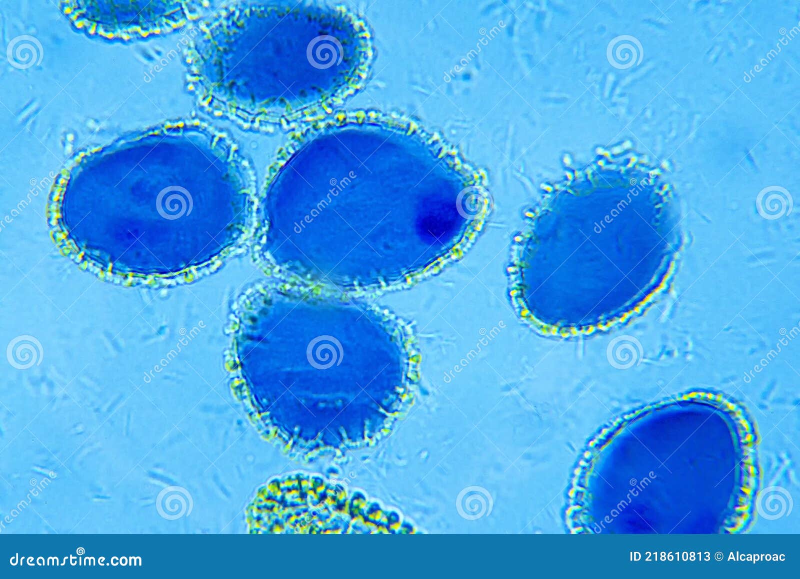 Lillium Anther Under Optical Microscope Stock Image - Image of science ...