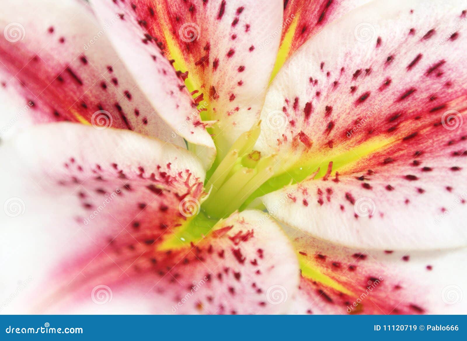 Lilly stock image. Image of petal, nature, bloom, white - 11120719