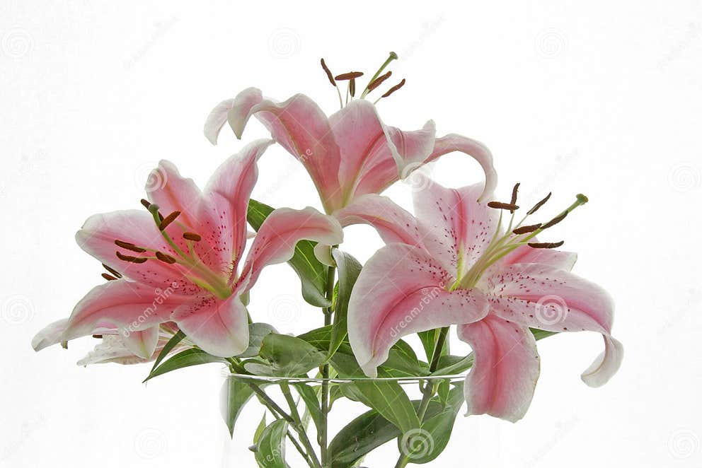 Lilly stock image. Image of herb, bouquet, color, flora - 224931