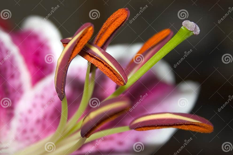 Lilly stock photo. Image of flower, piston, artistic, color - 244694