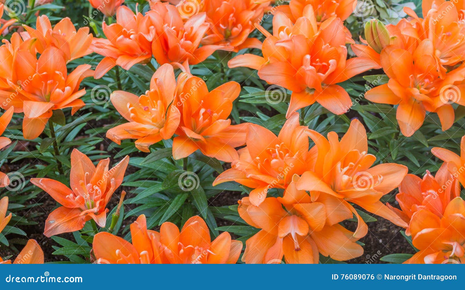 Lilly arancione fotografia stock. Immagine di fiore, lilly - 76089076