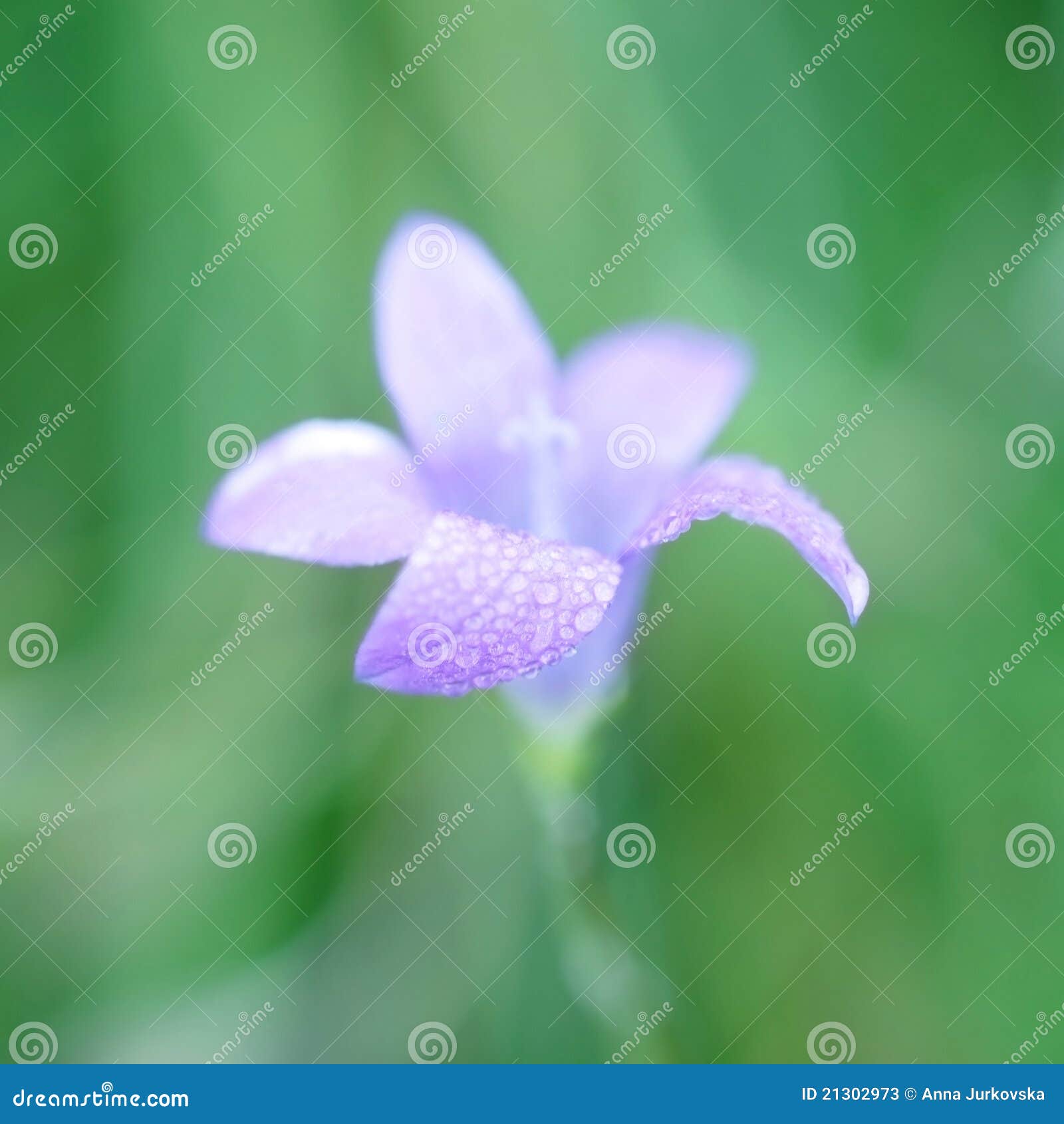 Lilly Bell Flower on Green Background Stock Image - Image of lilly ...