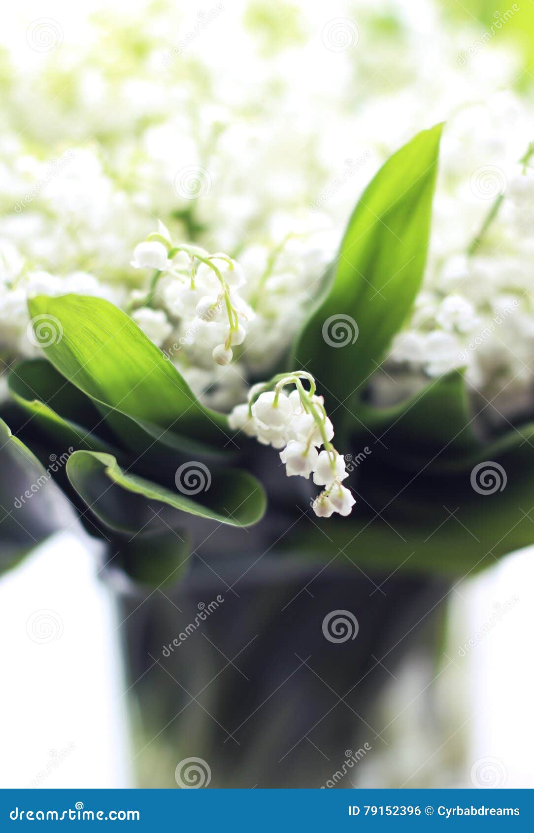 Lilly bells stock photo. Image of petals, beautiful, meadow - 79152396