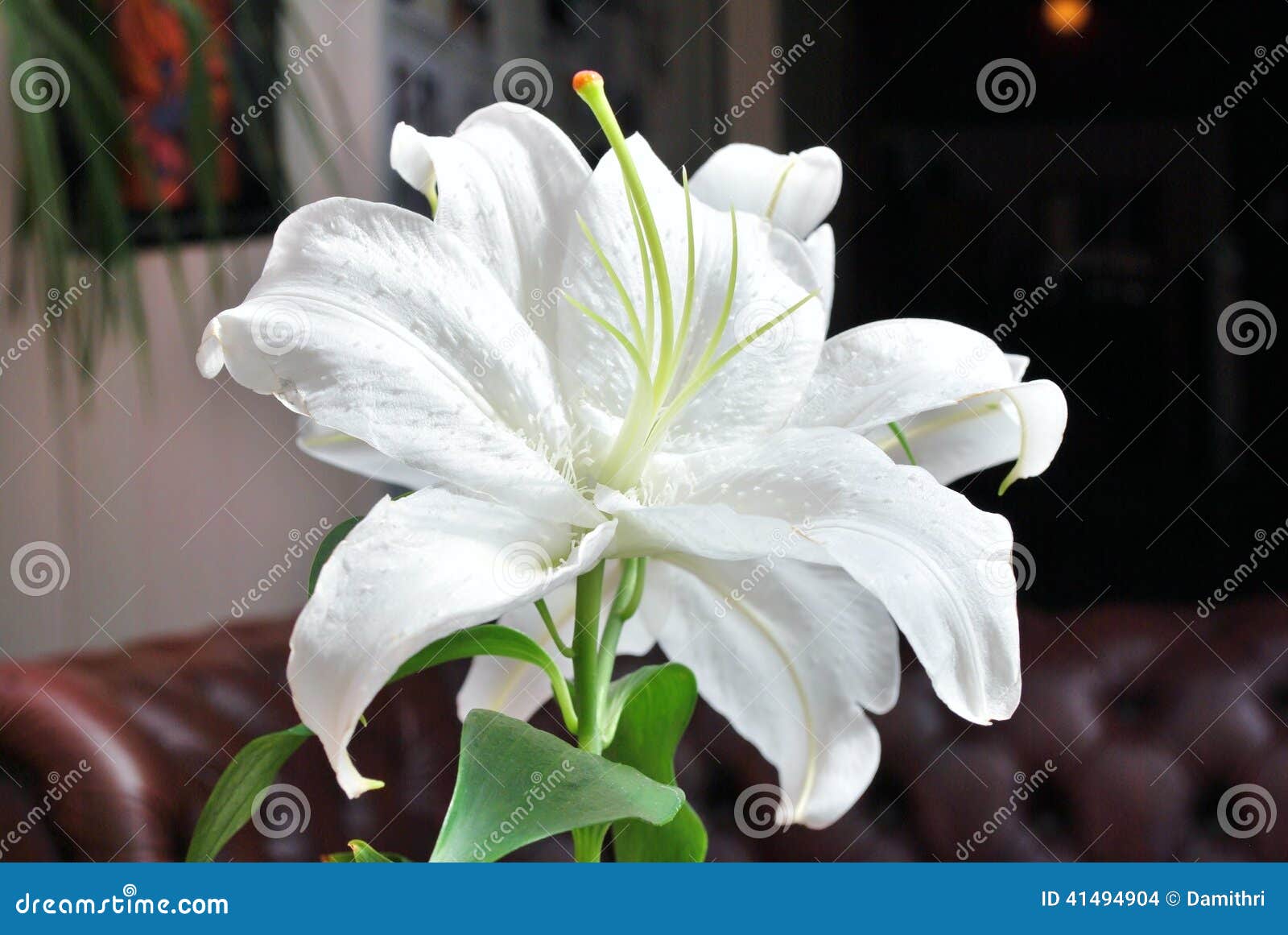 Lilly bianco fotografia stock. Immagine di bianco, petali - 41494904