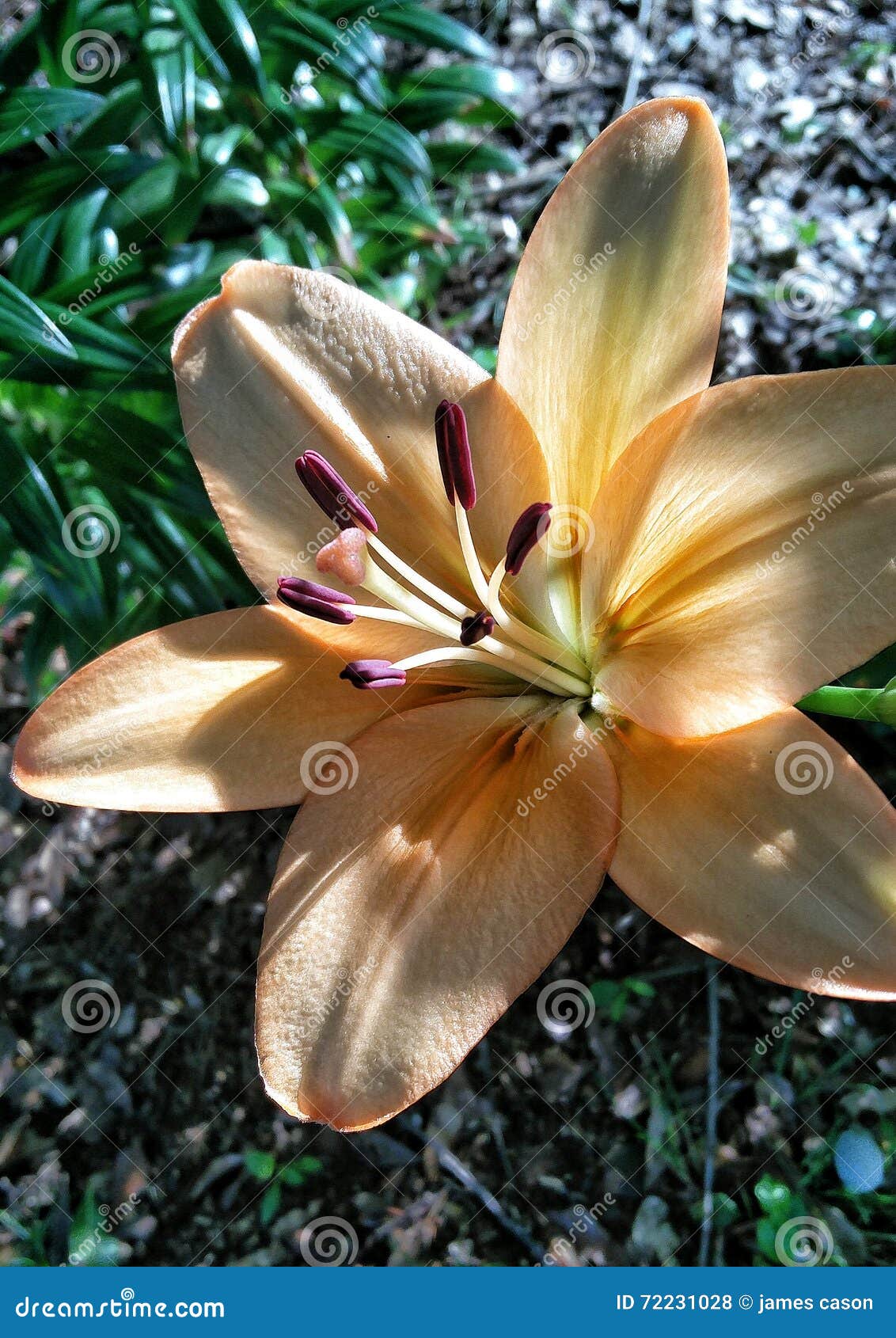Lilly stock photo. Image of bloom, grow, lilly, flower - 72231028