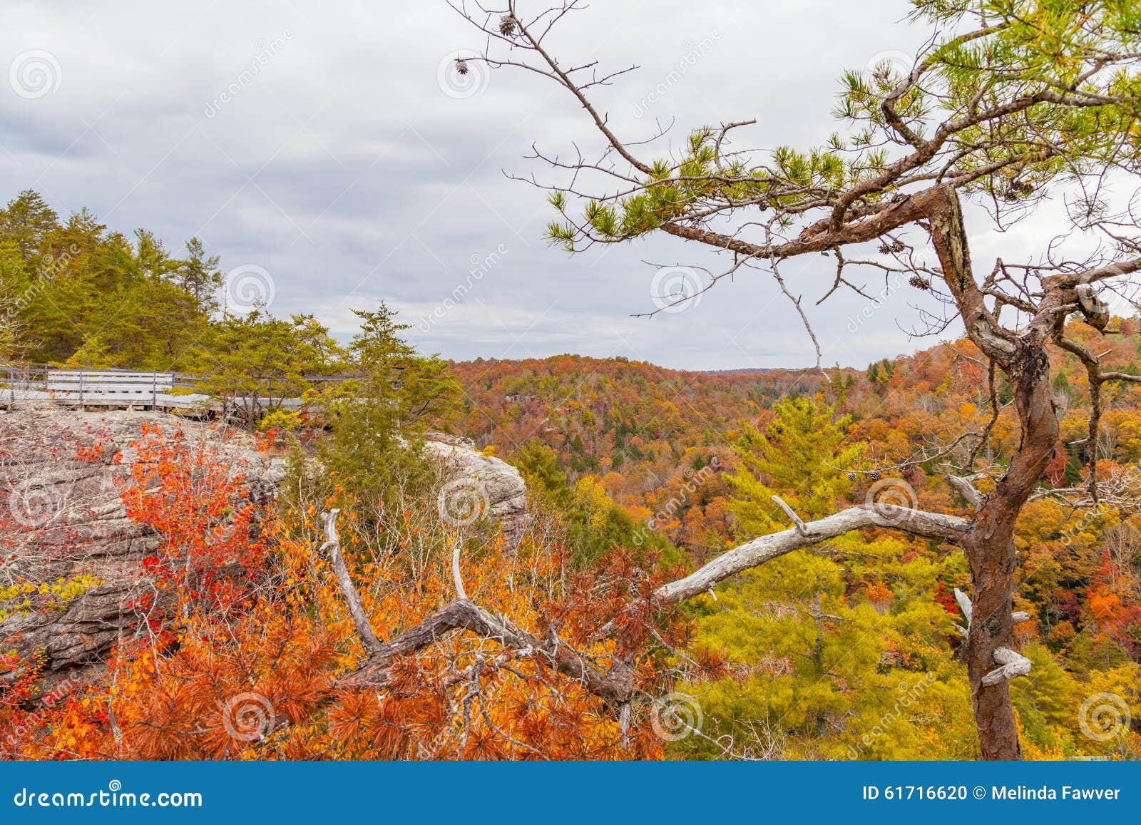 Lilly Bluff Overlook at Obed Stock Photo - Image of autumn, outdoors ...