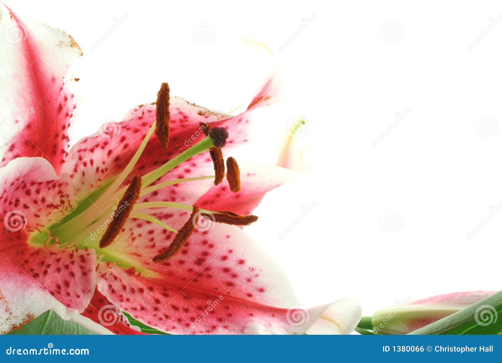 Lilly cor-de-rosa foto de stock. Imagem de presente, amor - 1380066