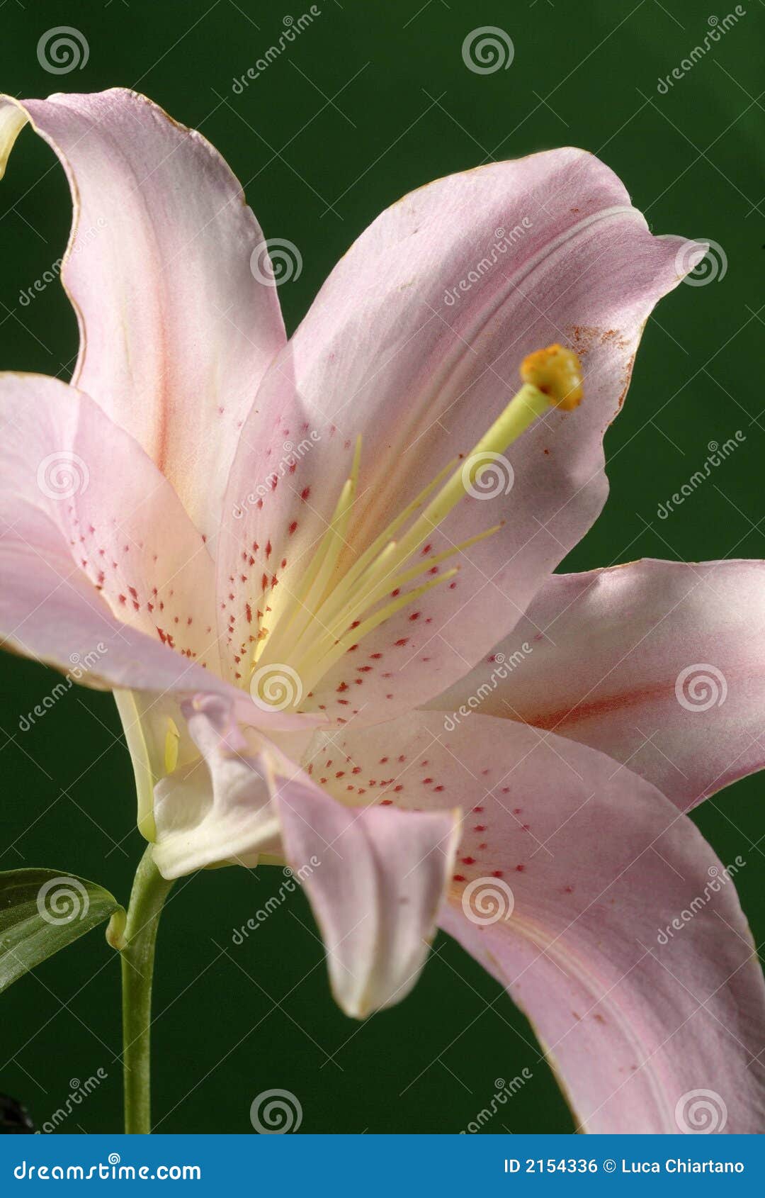 Lilly cor-de-rosa foto de stock. Imagem de polinizador - 2154336