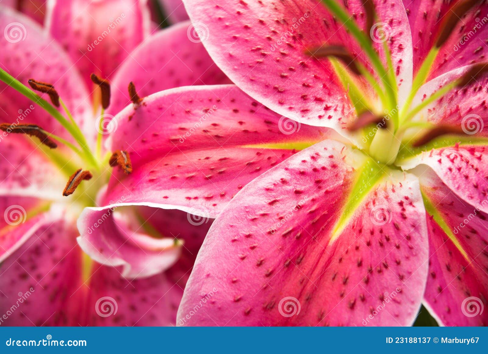 Lilly cor-de-rosa imagem de stock. Imagem de flor, flora - 23188137