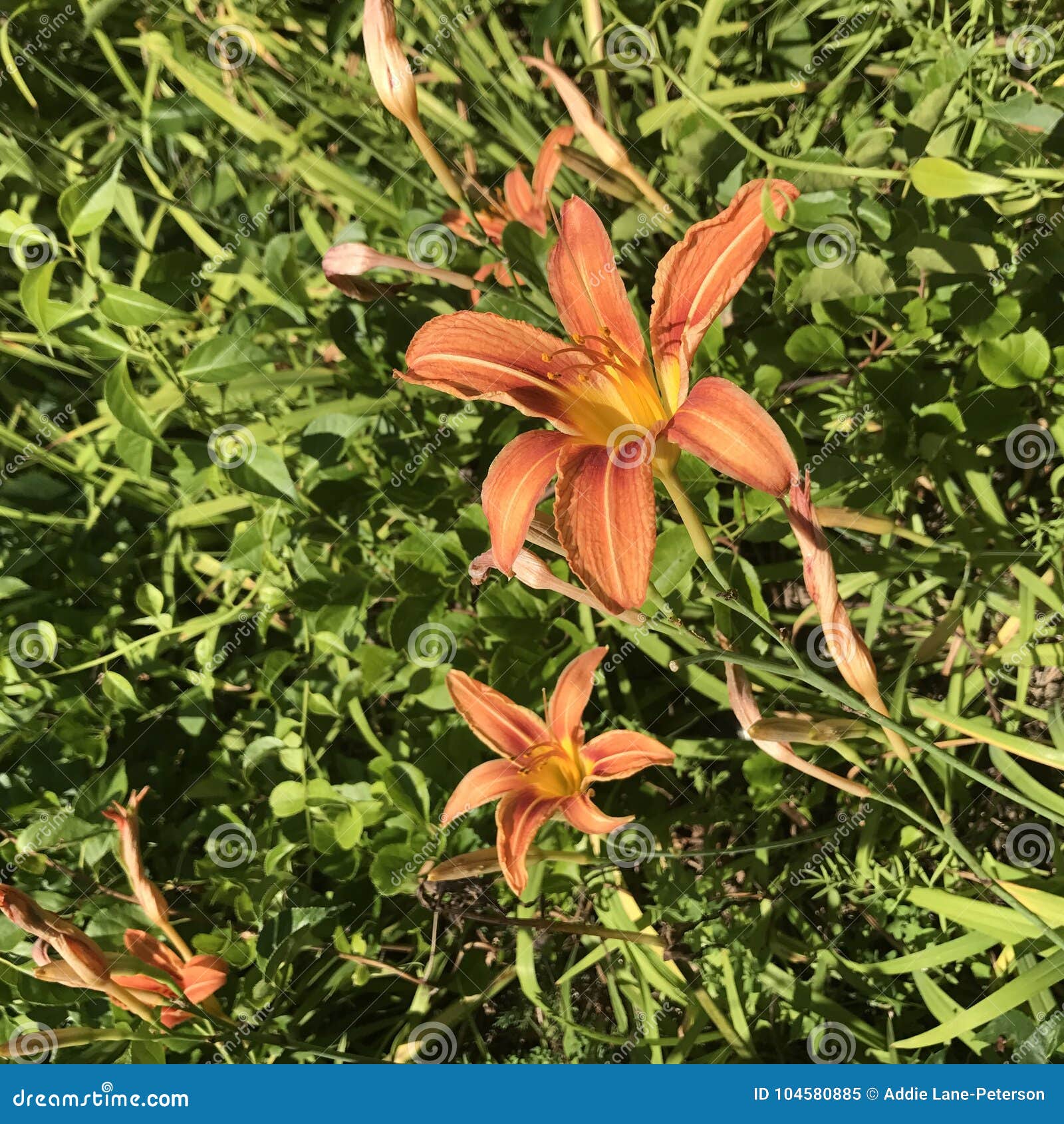 Lilly field stock image. Image of lillys, flower, summer - 104580885