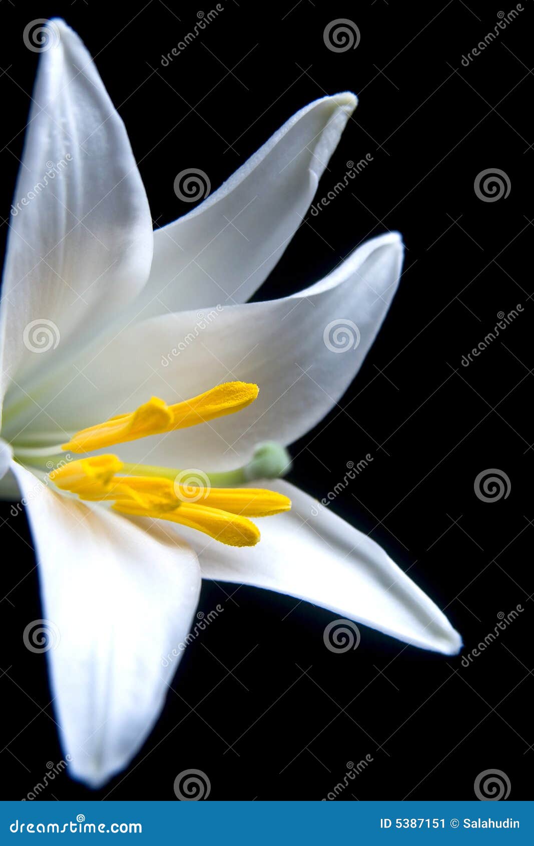 Lilly Flower Royalty-Free Stock Photo | CartoonDealer.com #5387151