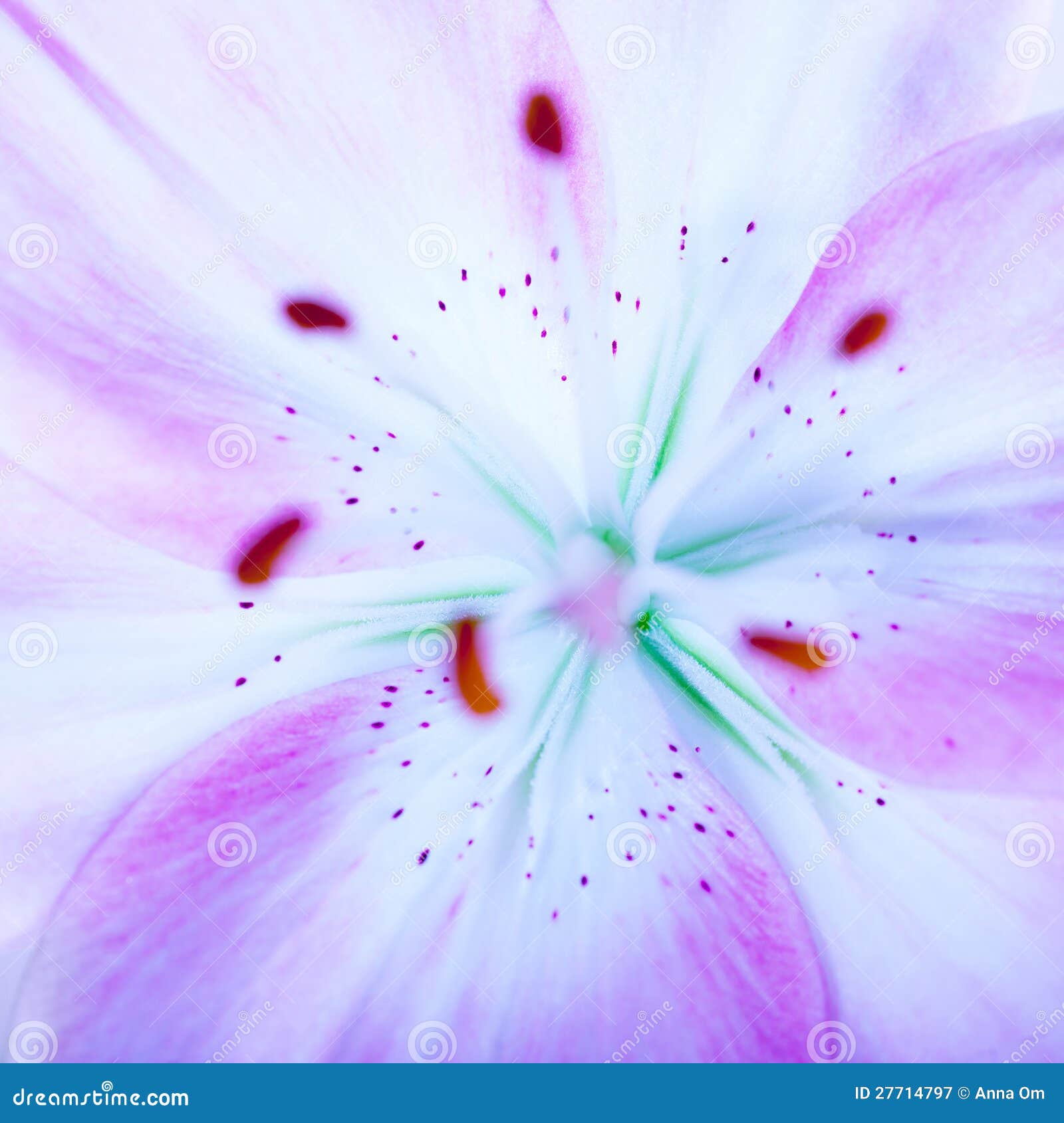 Lilly flower background stock image. Image of decorative - 27714797