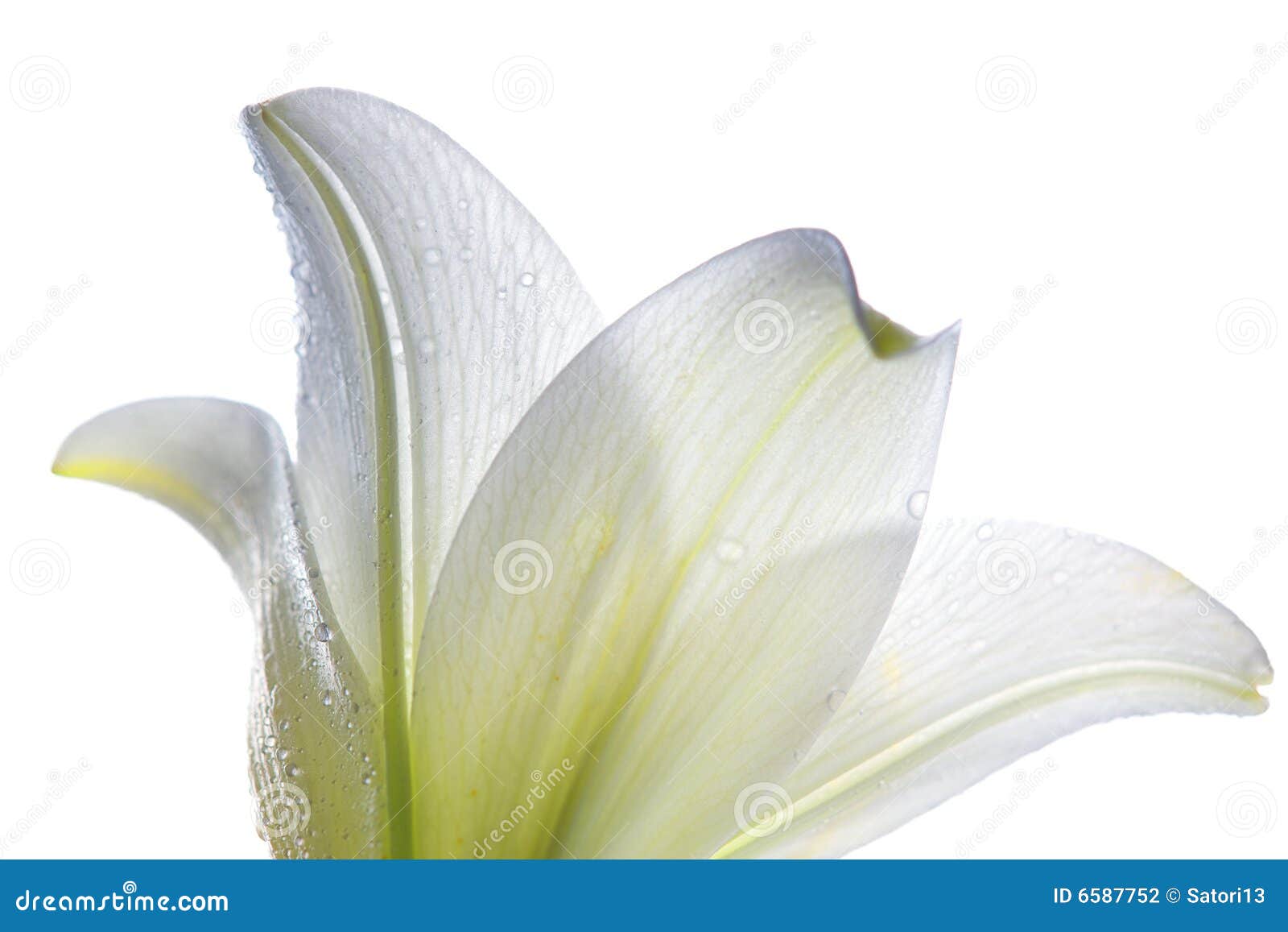Lilly flower closeup stock photo. Image of garden, gift - 6587752