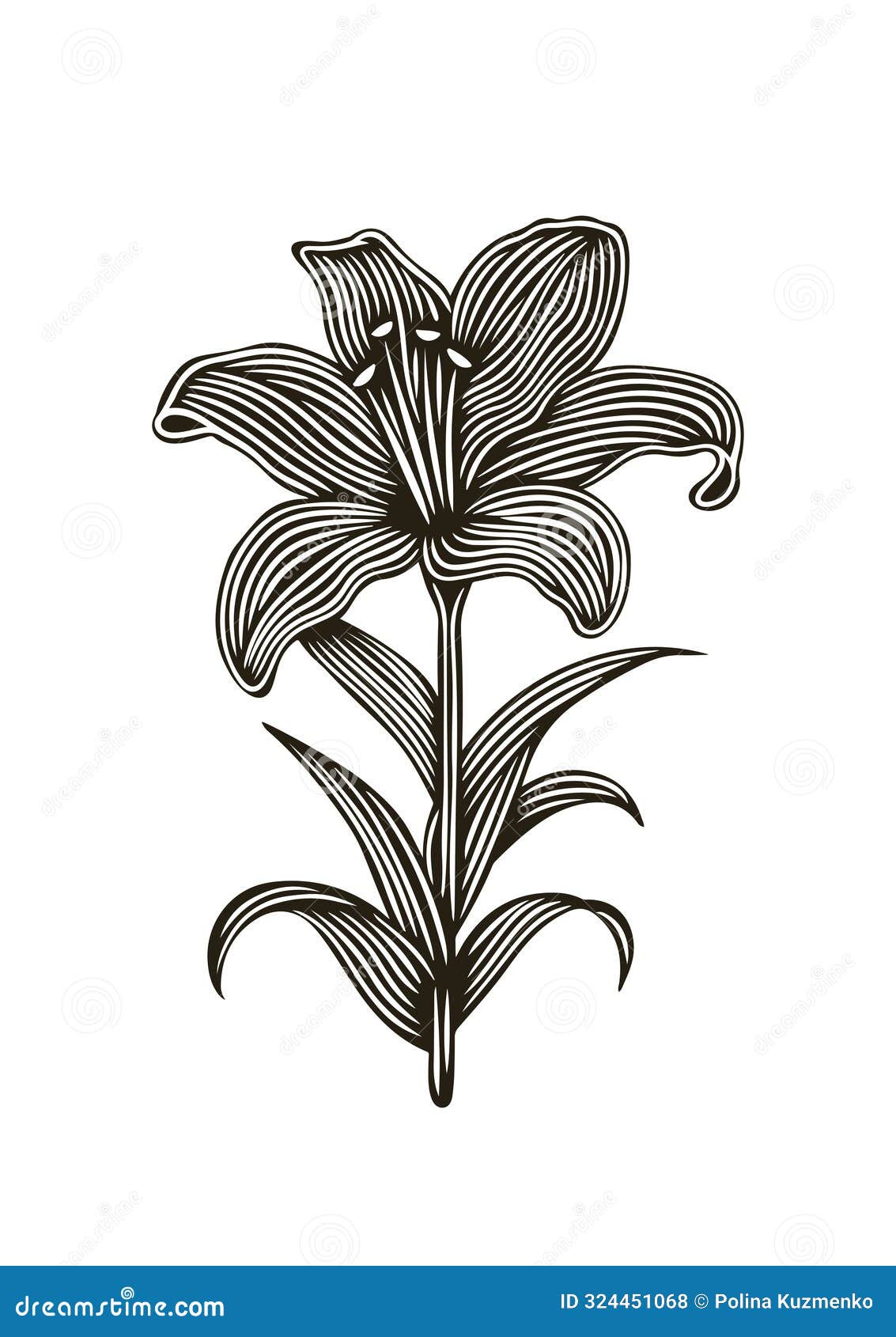 Lilly Flower Line Art Vector Illustration Stock Illustration ...