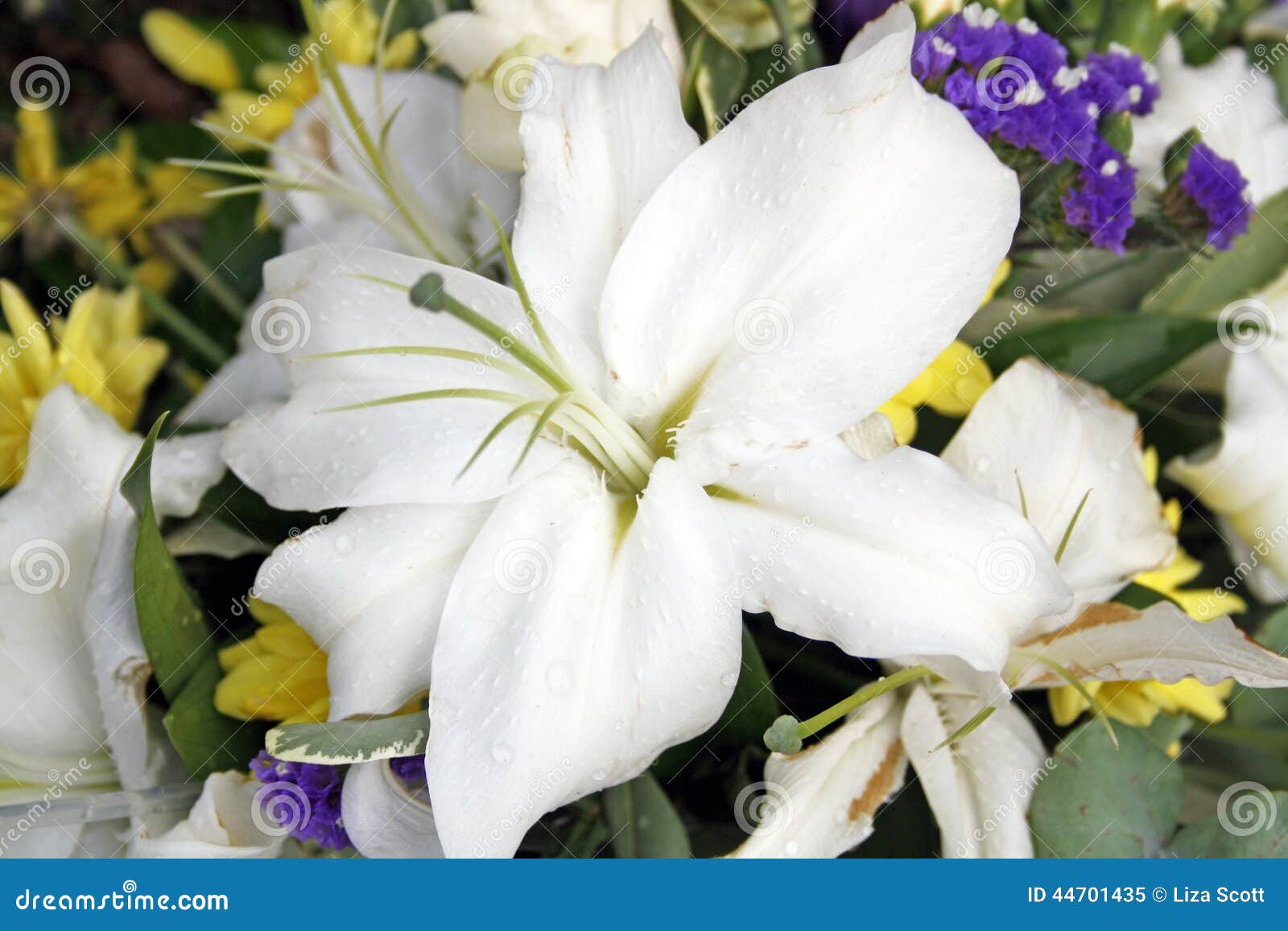 Lilly flower stock image. Image of color, beautiful, elegance - 44701435