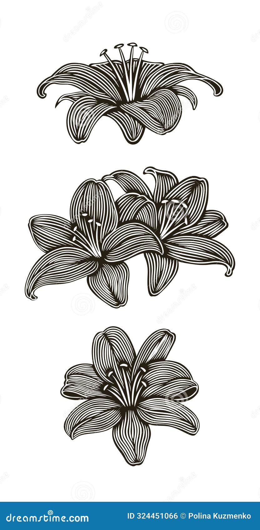 Lilly flowers line art set stock illustration. Illustration of ...