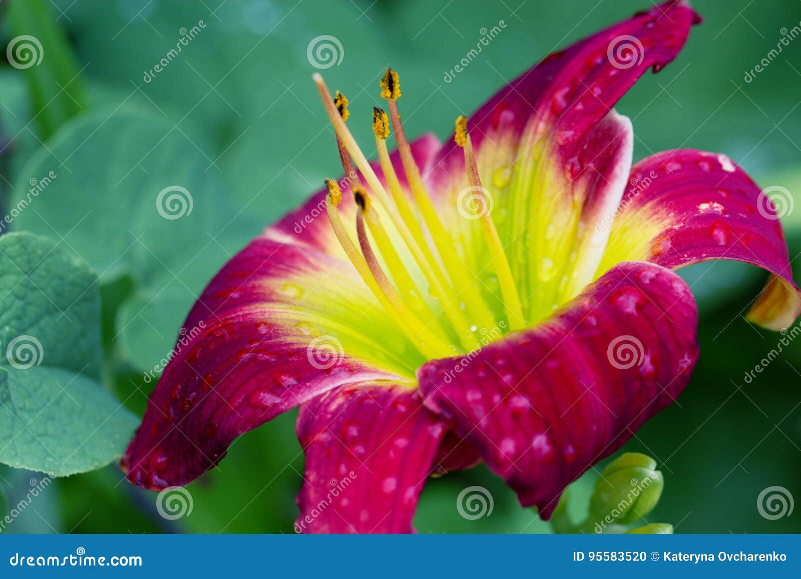 Lilly Flowers with Water Drops Closeup. Stock Photo - Image of bright ...