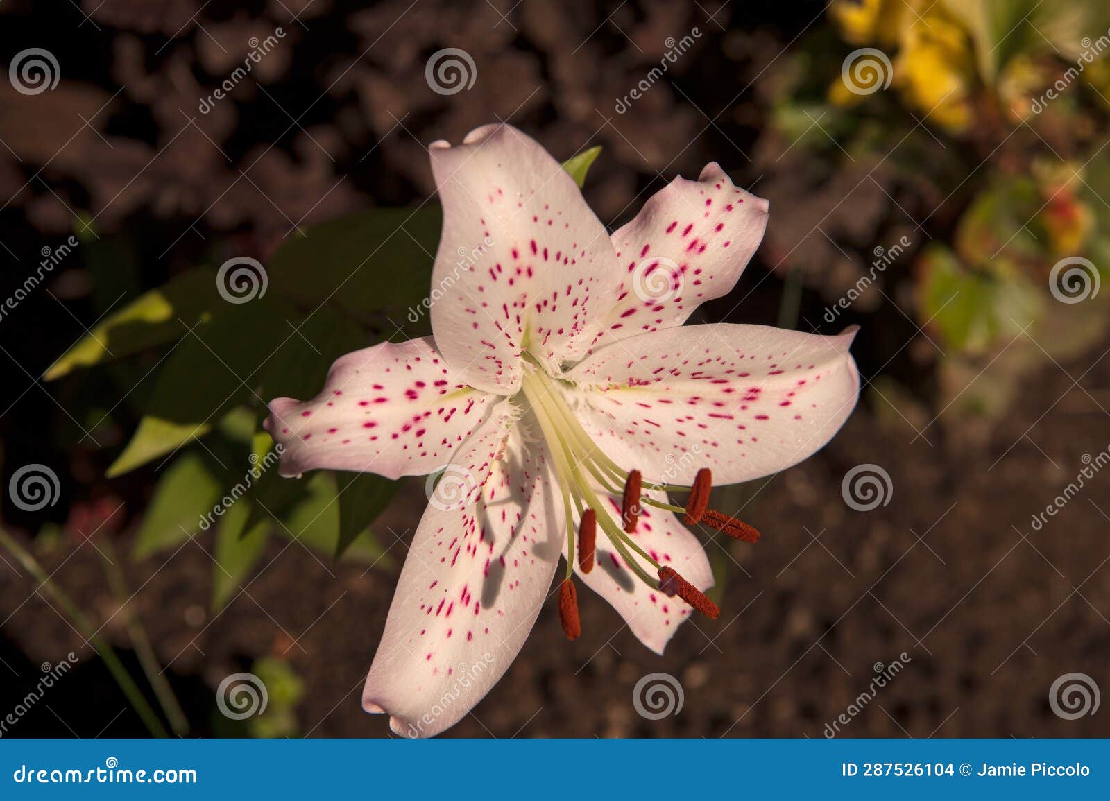 Lilly in Full Bloom in Summer Sun Stock Photo - Image of bloom, full ...