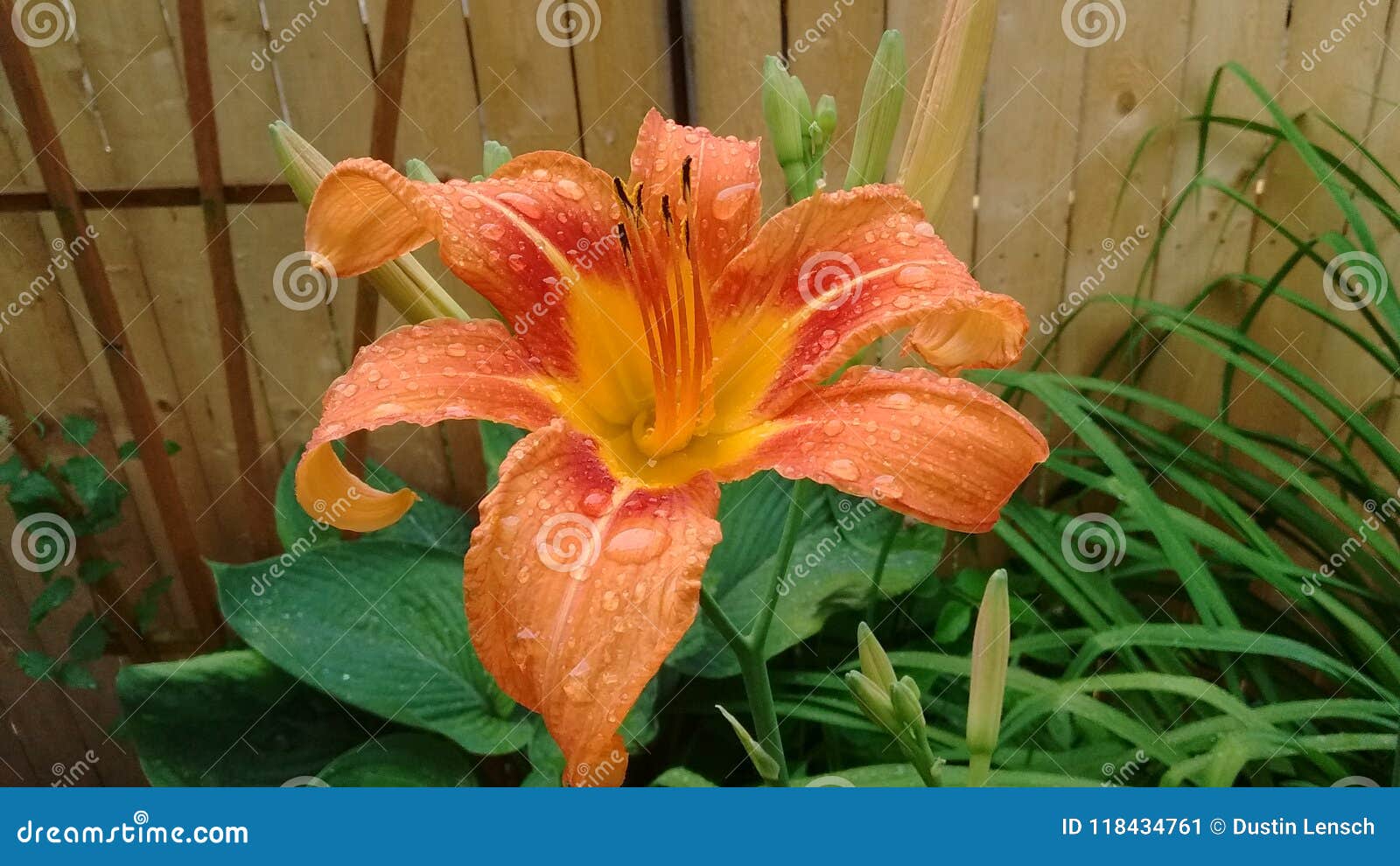 Lilly stock image. Image of spring, lilly, nature, covered - 118434761