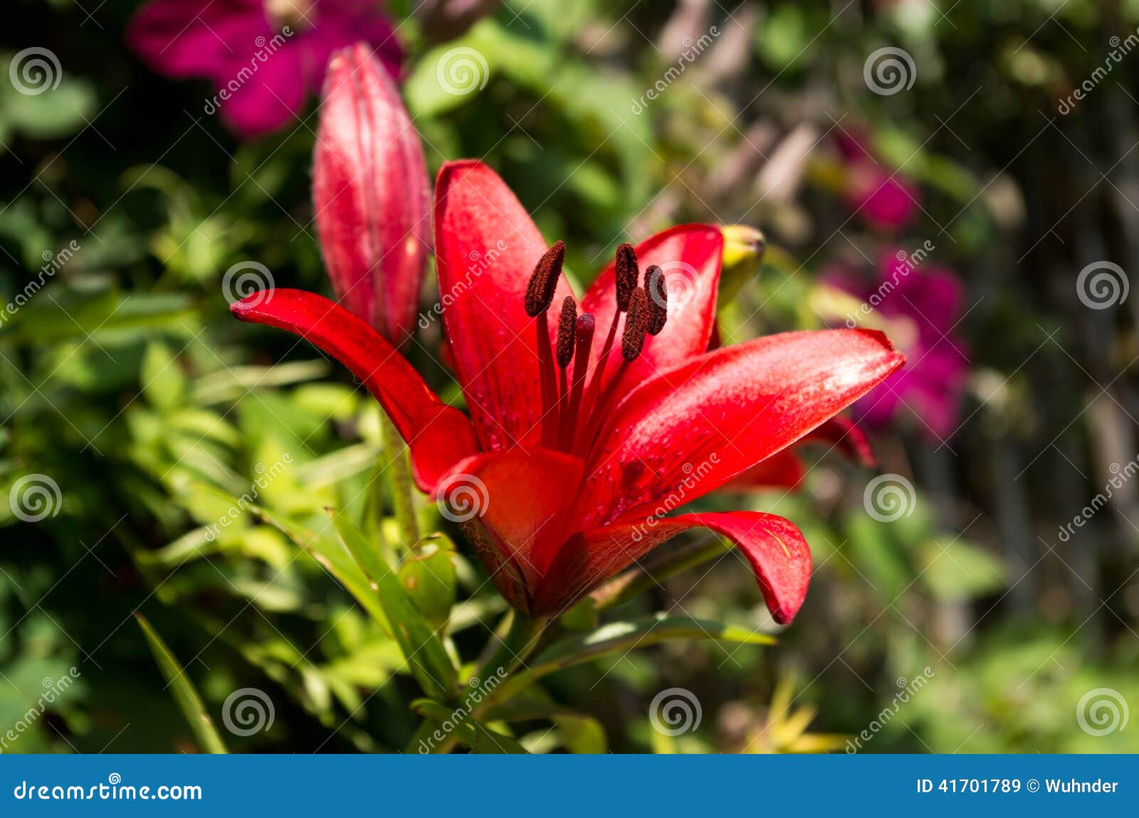 Lilly stock image. Image of changing, concepts, lily - 41701789
