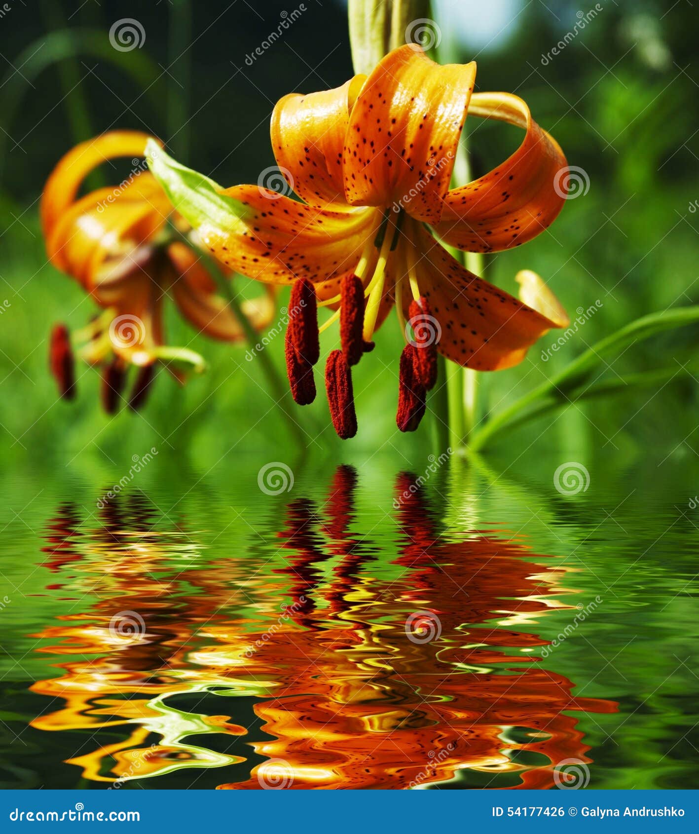 Lilly stock photo. Image of nice, lillium, forest, gardening - 54177426